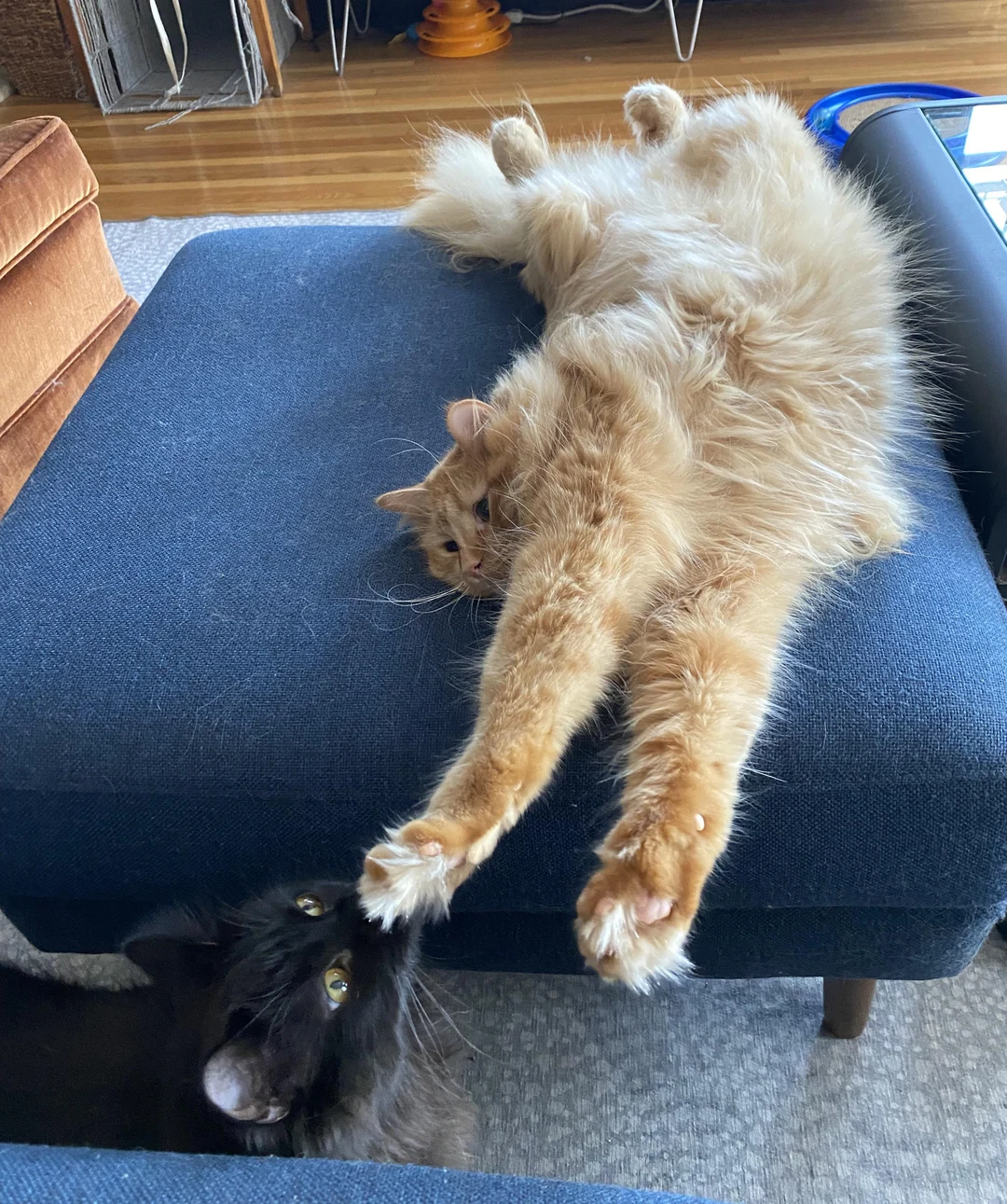 Floofy stretch | Scrolller