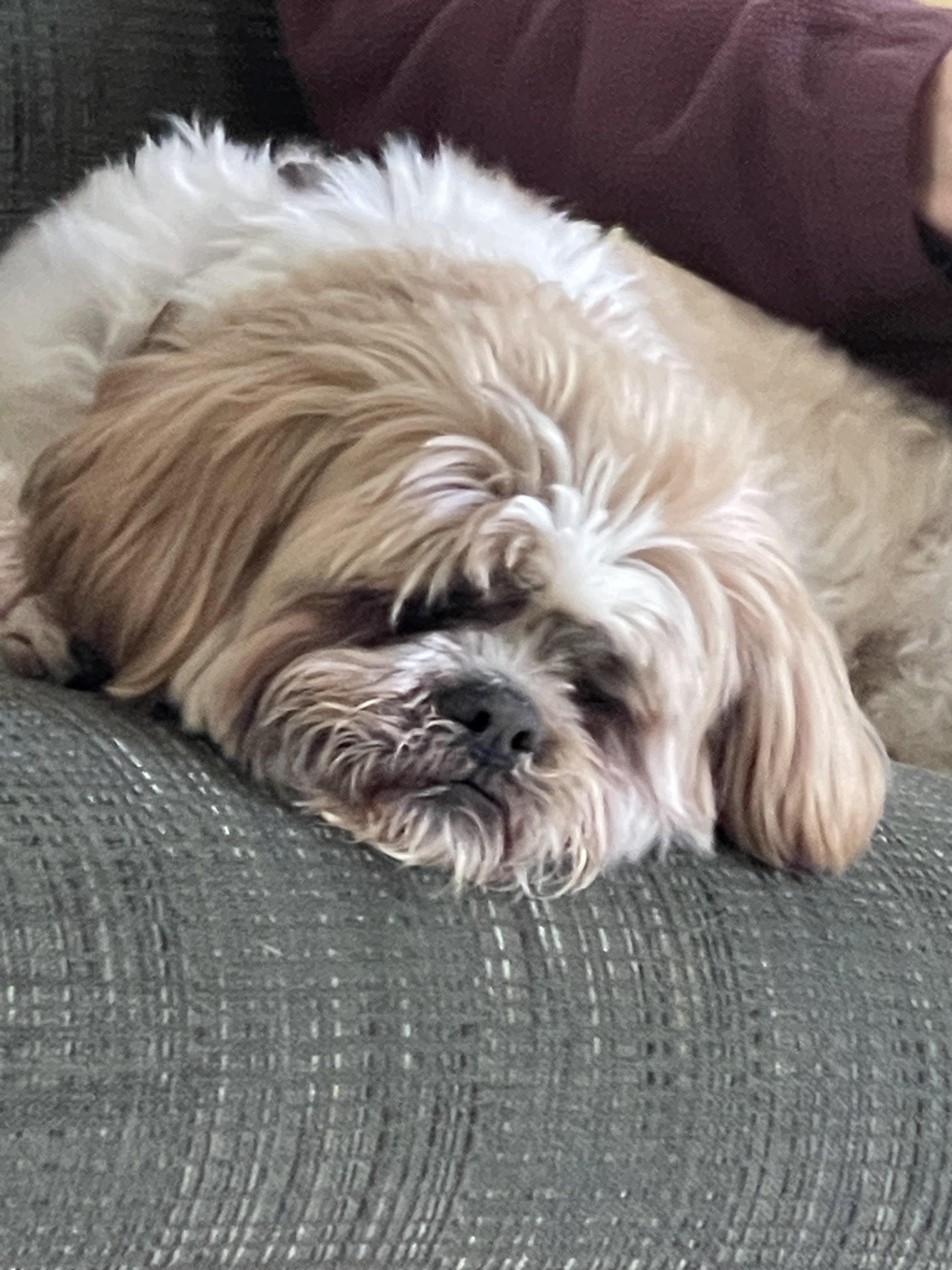 Discover more like Dogpictures: Sad trash bandit and Related Content | Scrolller