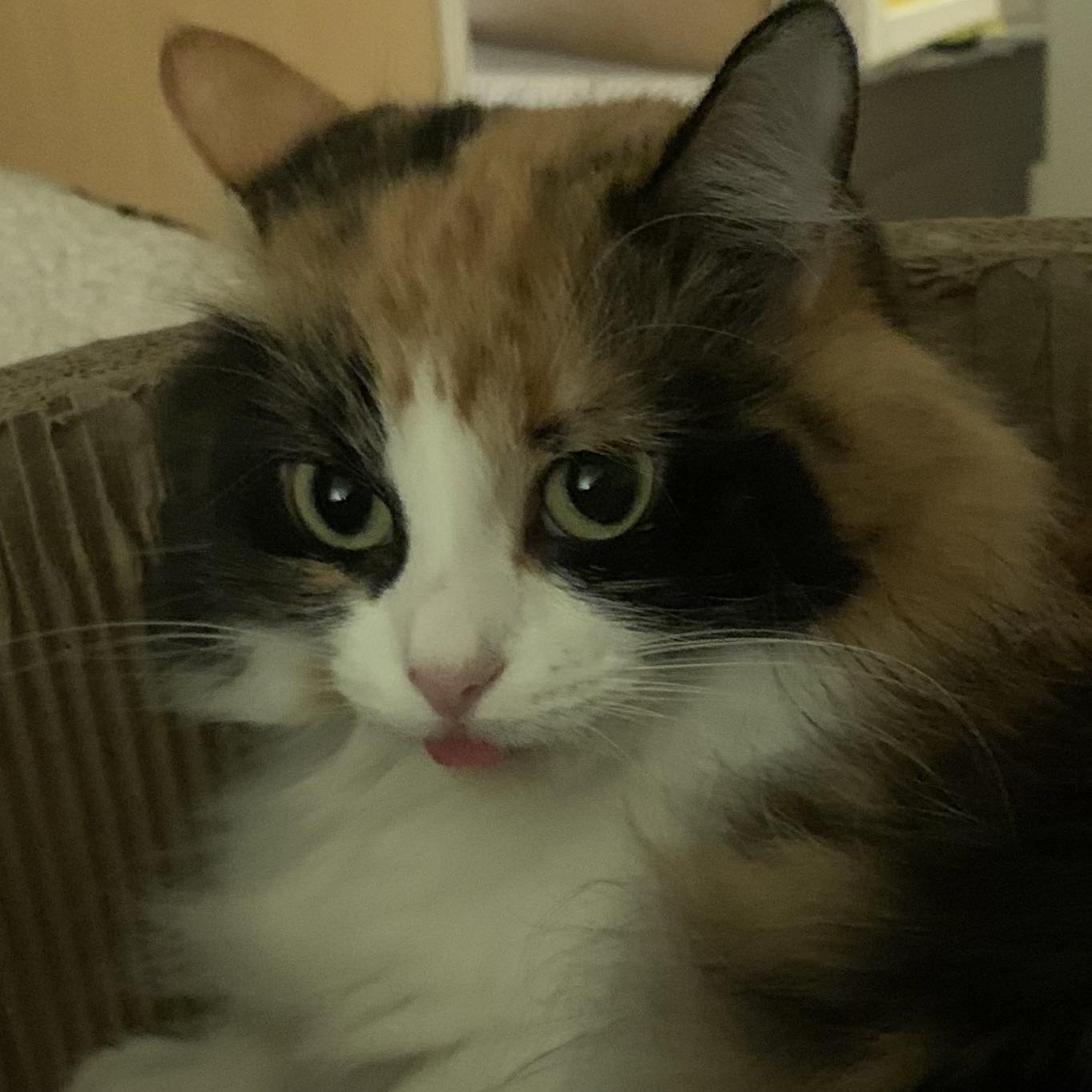 1st Blep in 6 years | Scrolller