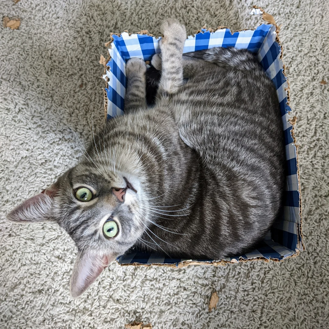 The perfect sized trap! | Scrolller