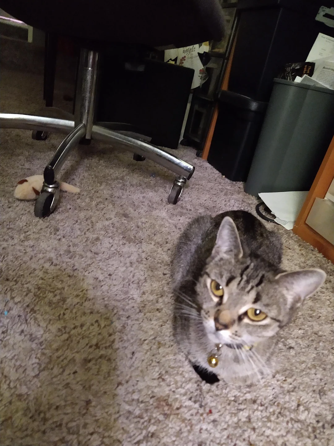 Tiny tabby loaf | Scrolller