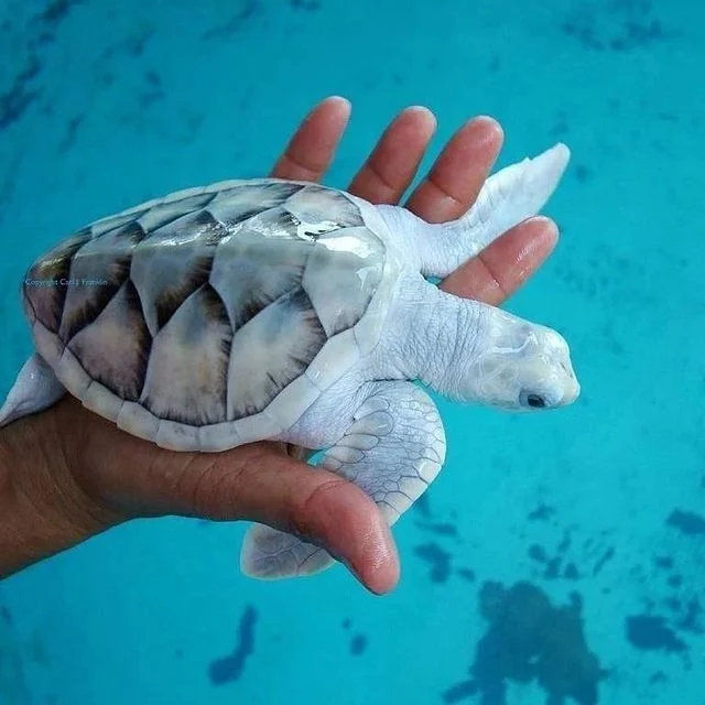 🔥Rare Leucistic Green Sea Turtle | Scrolller