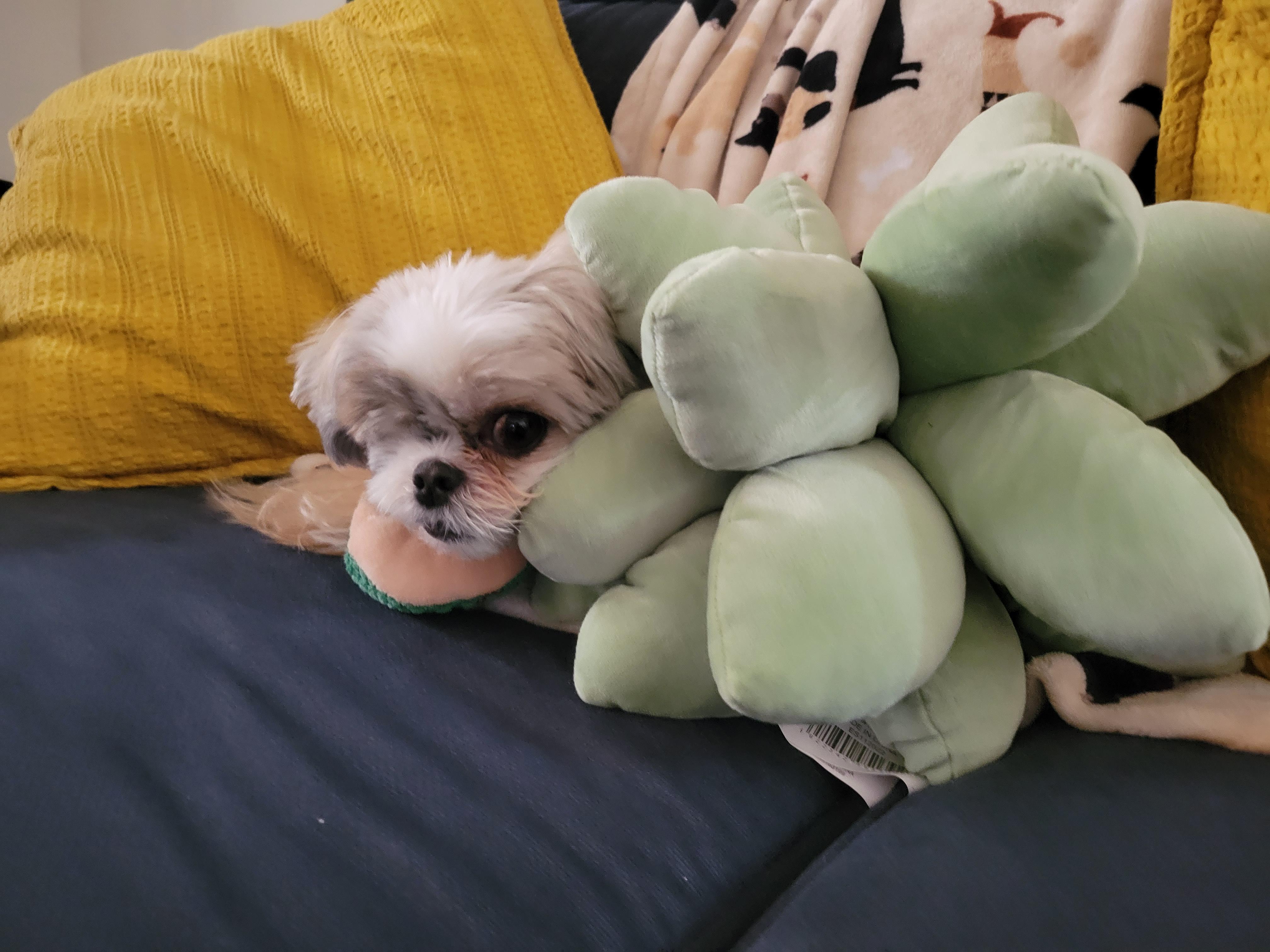 Using the Succulent pillow. | Scrolller