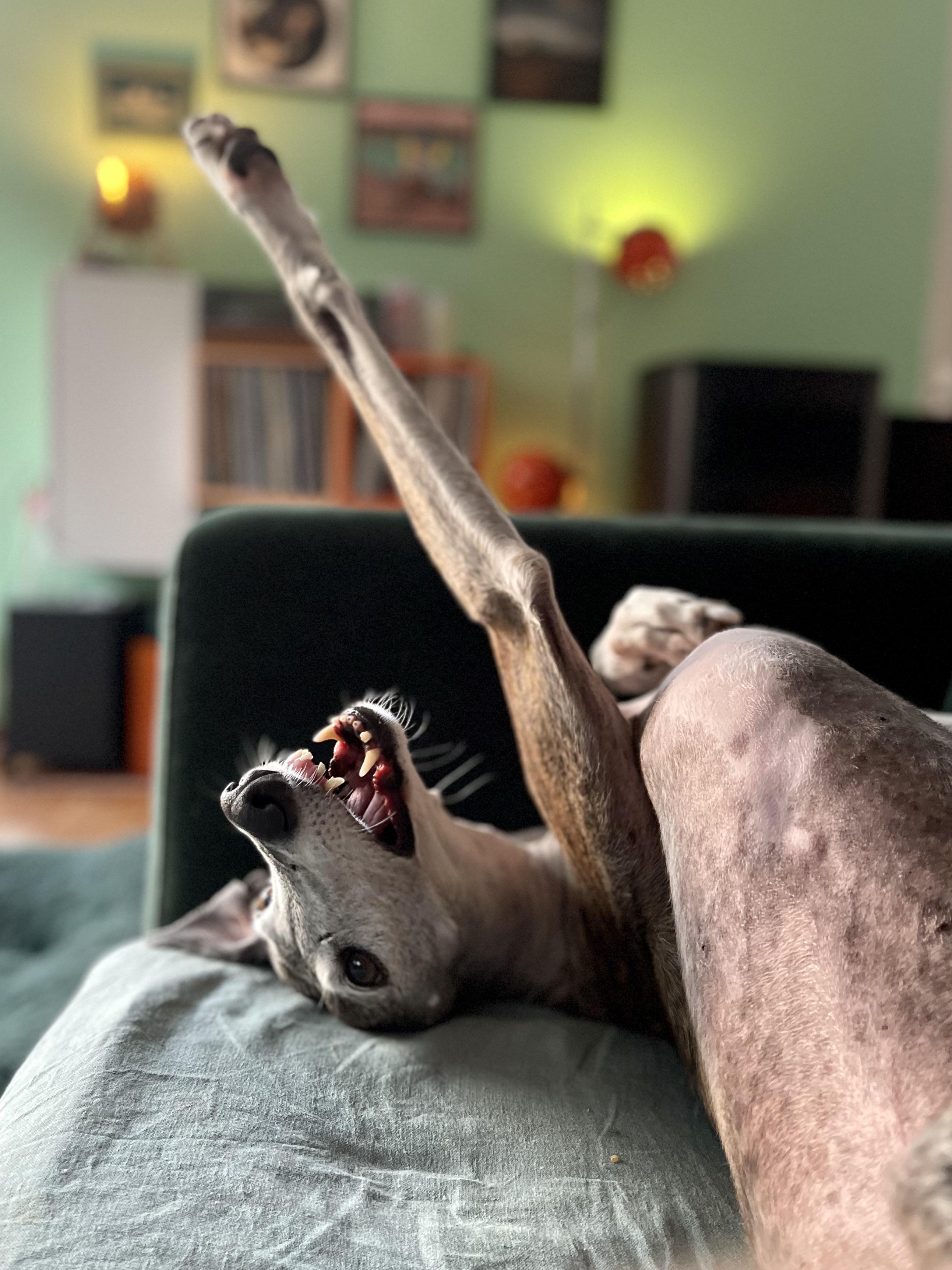 Discover more like Greyhounds: My supermodel galga (and need some ...