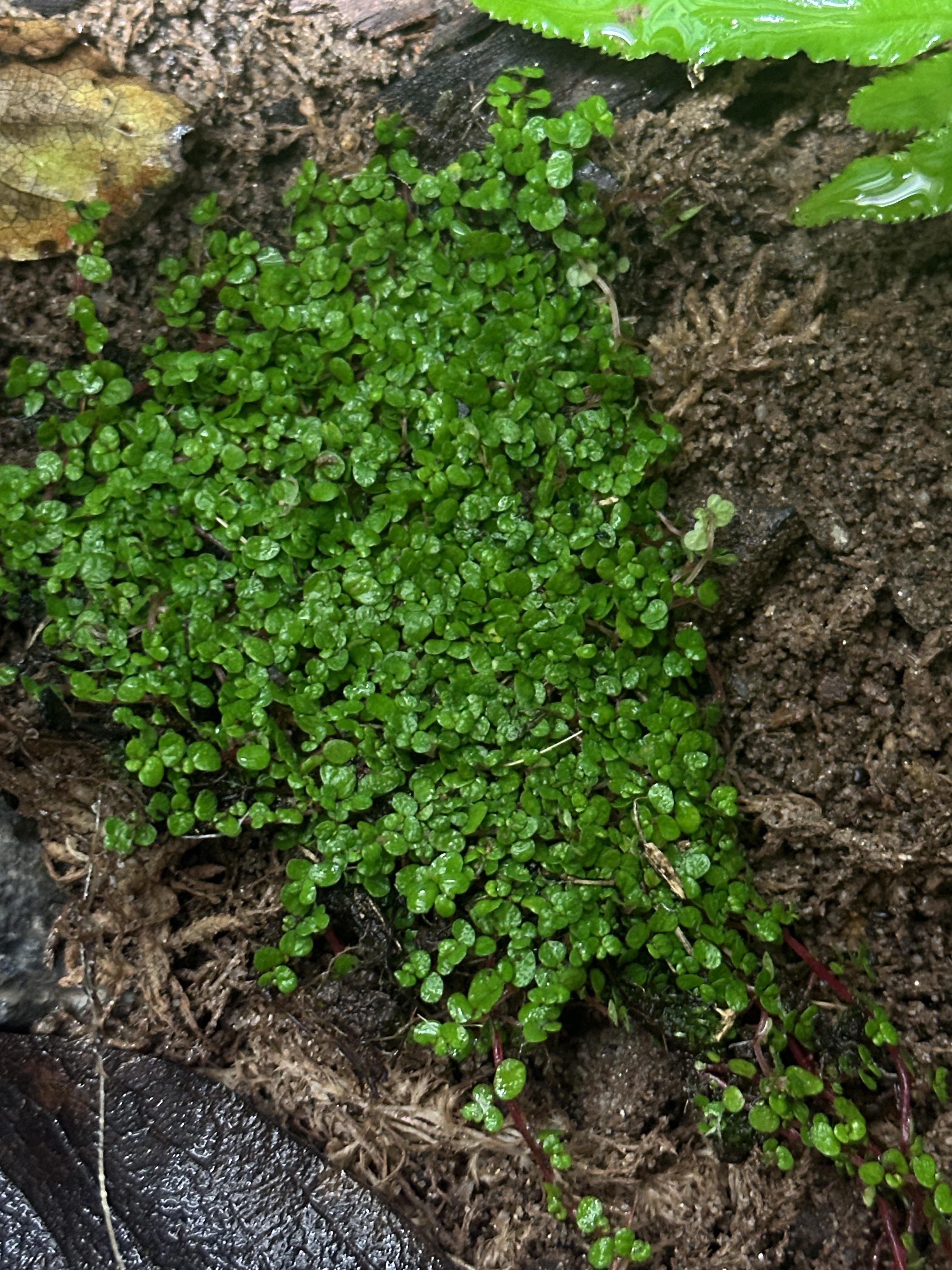 Enclosure Update | Scrolller