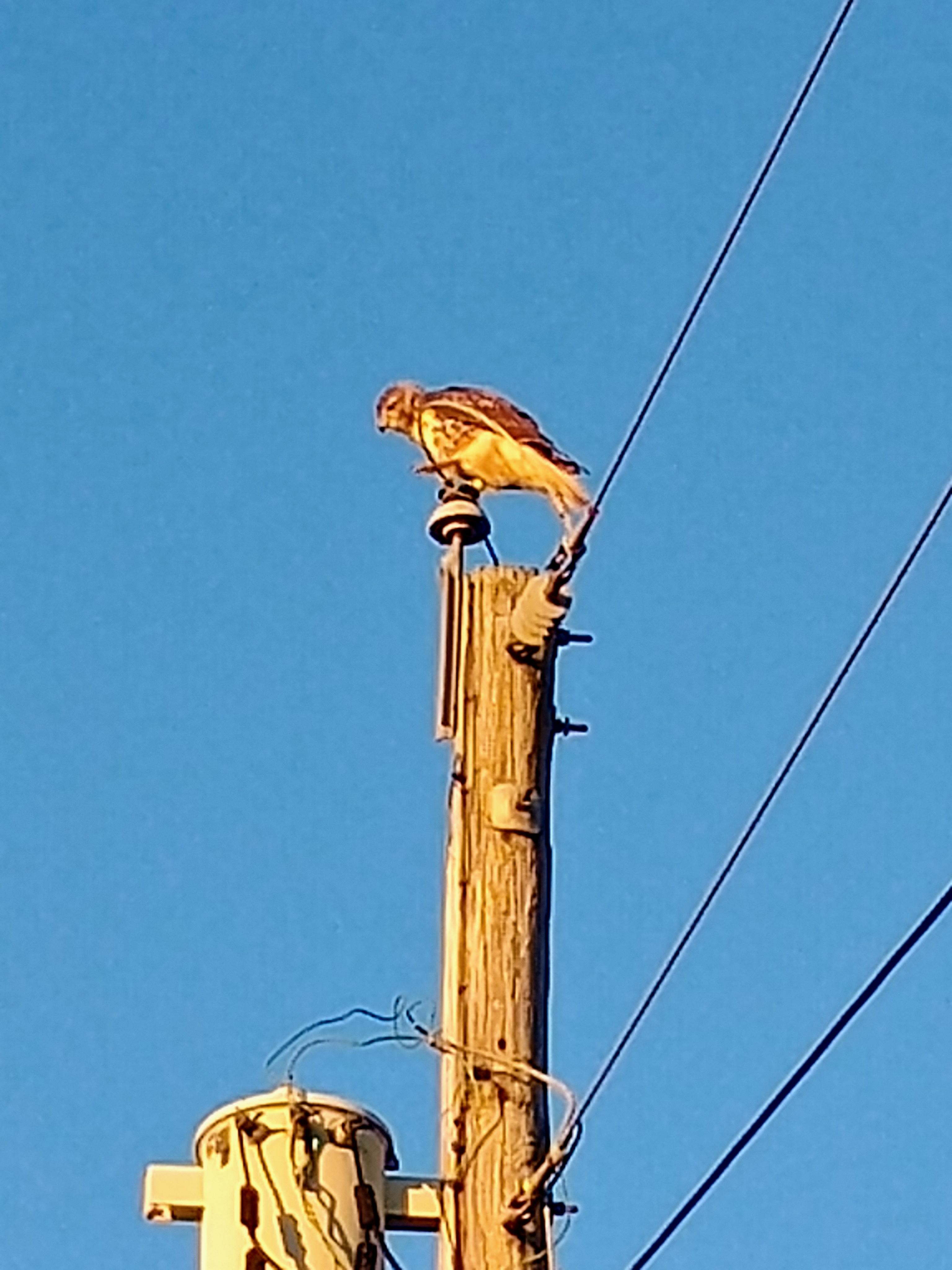 Identify this Hawk | Scrolller