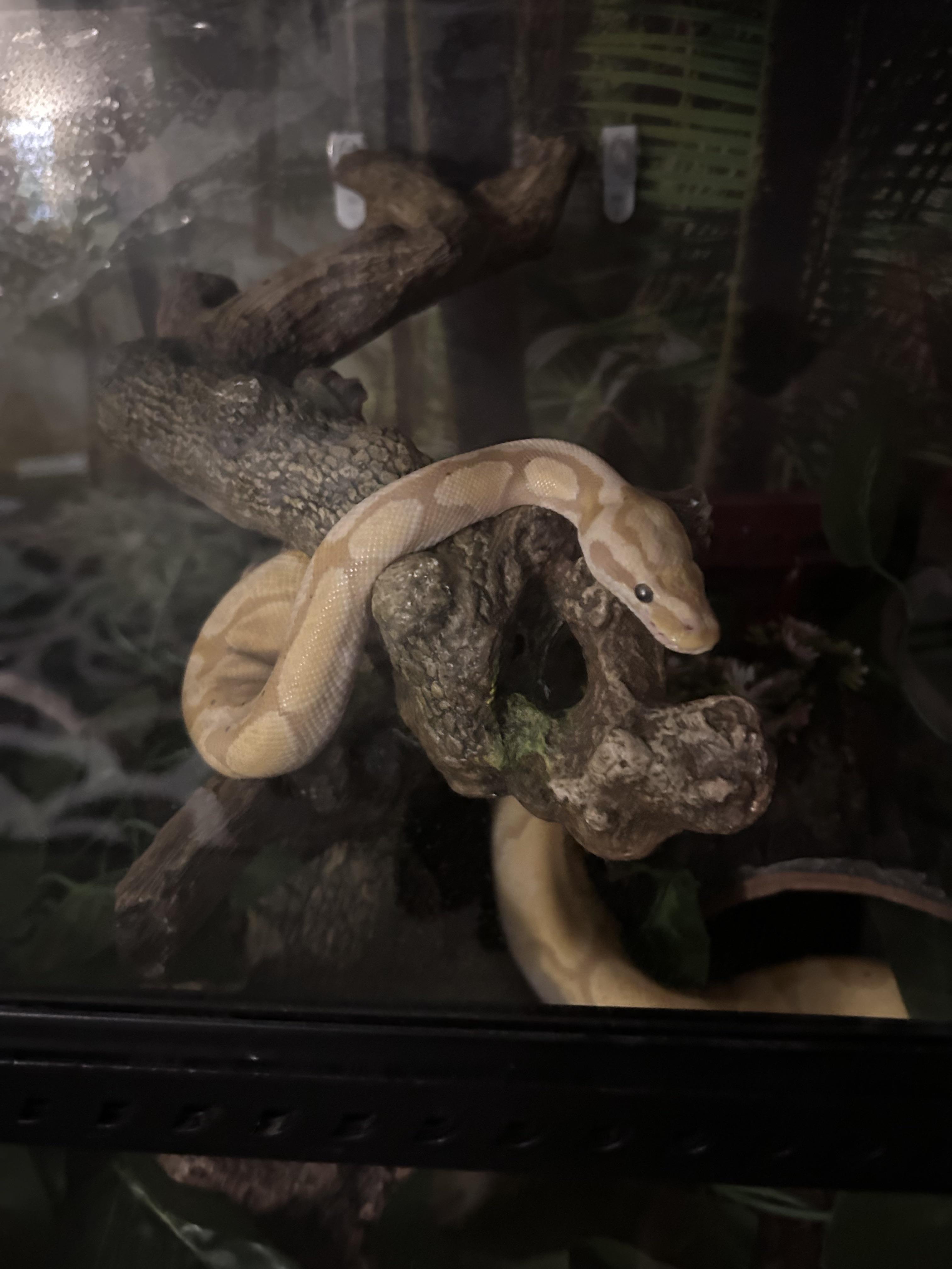 Enclosure help!! | Scrolller