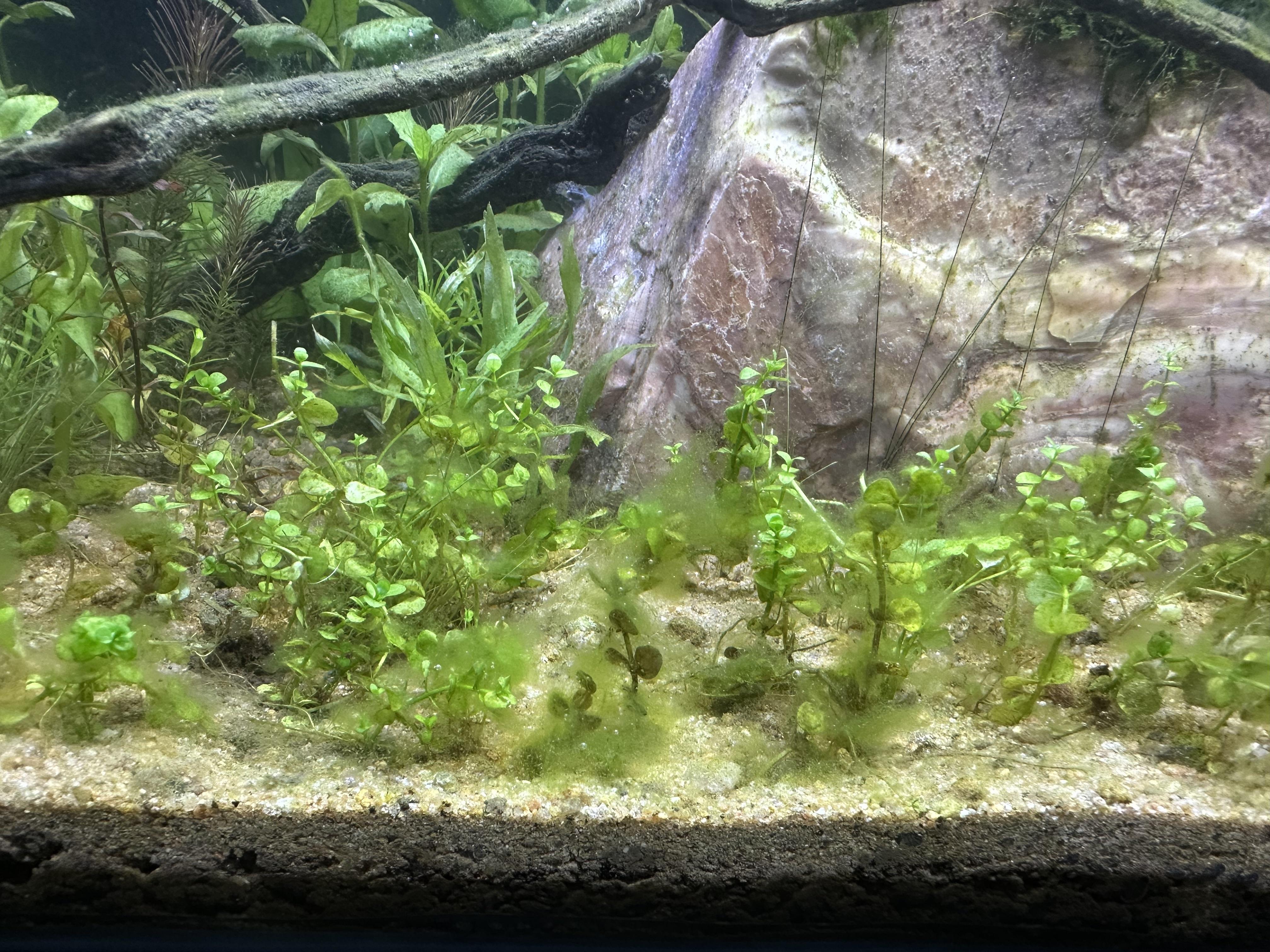How to get rid of this jelly like algae? | Scrolller