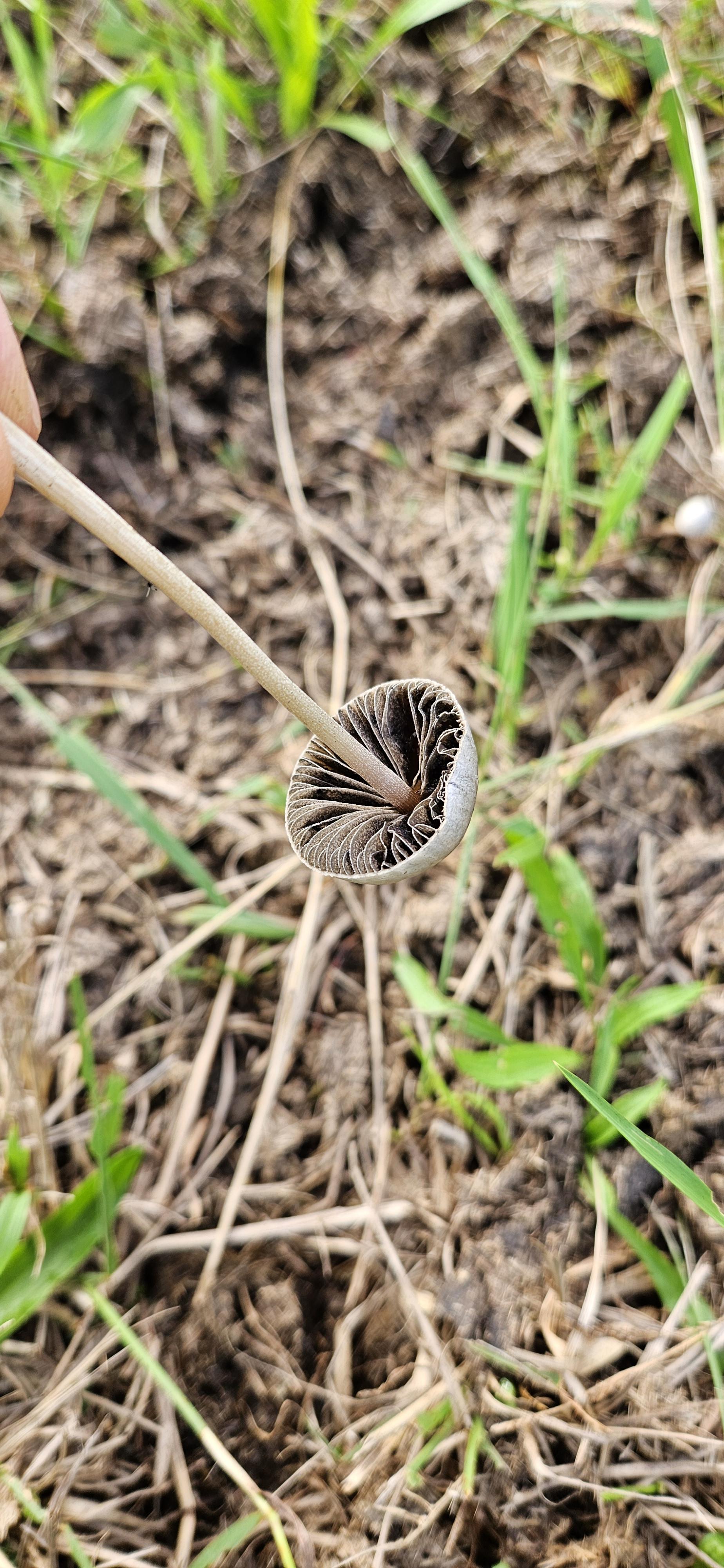 Fungus in my field | Scrolller