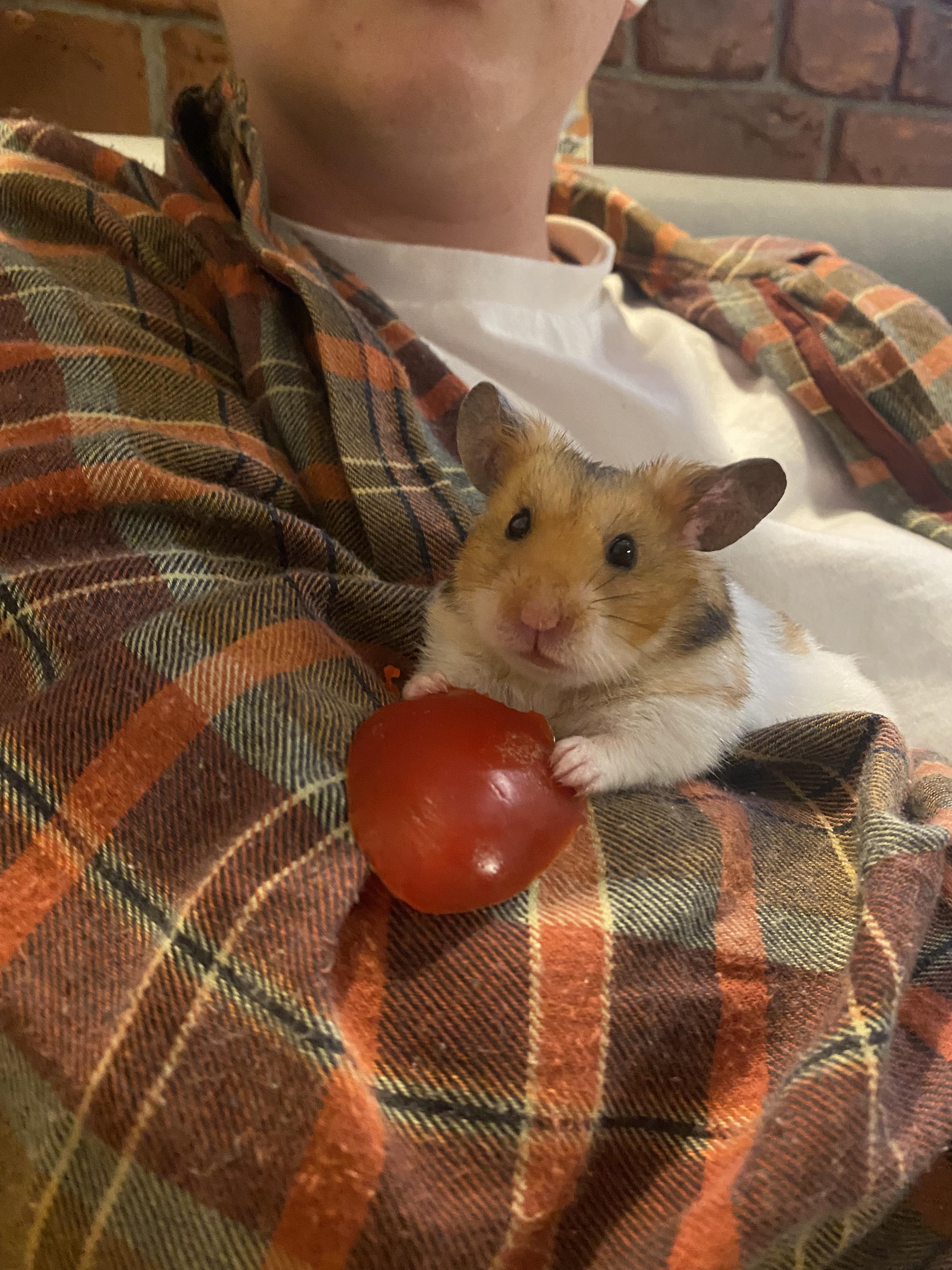 Sleep tight, Chonk | Scrolller