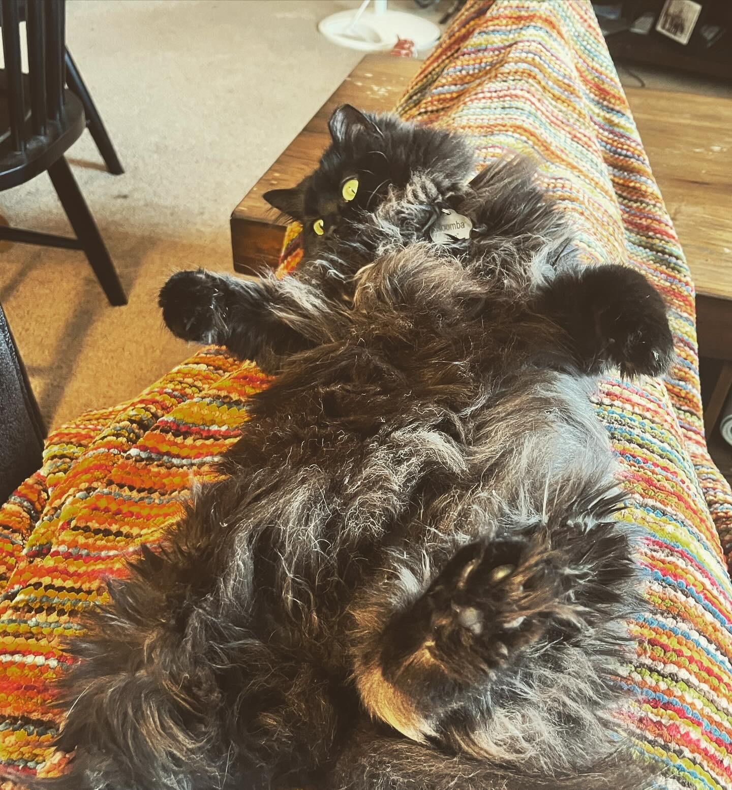 Roo has much floof | Scrolller