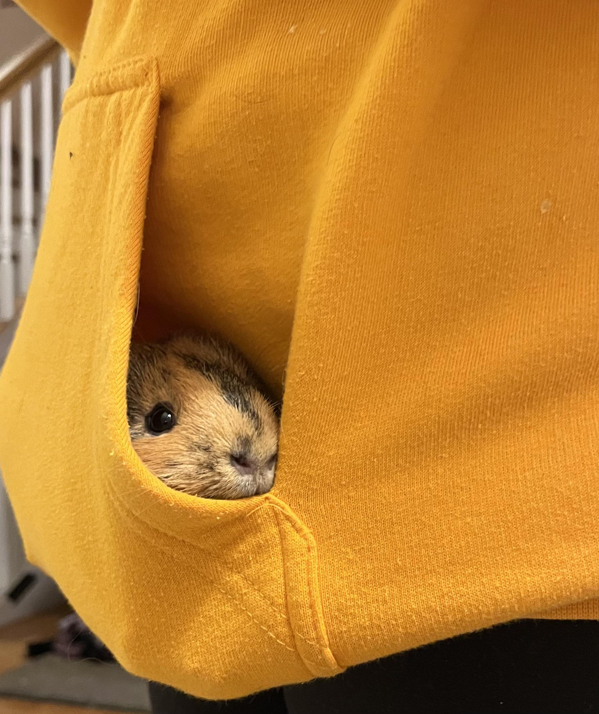 Chai and Pumpkin! | Scrolller