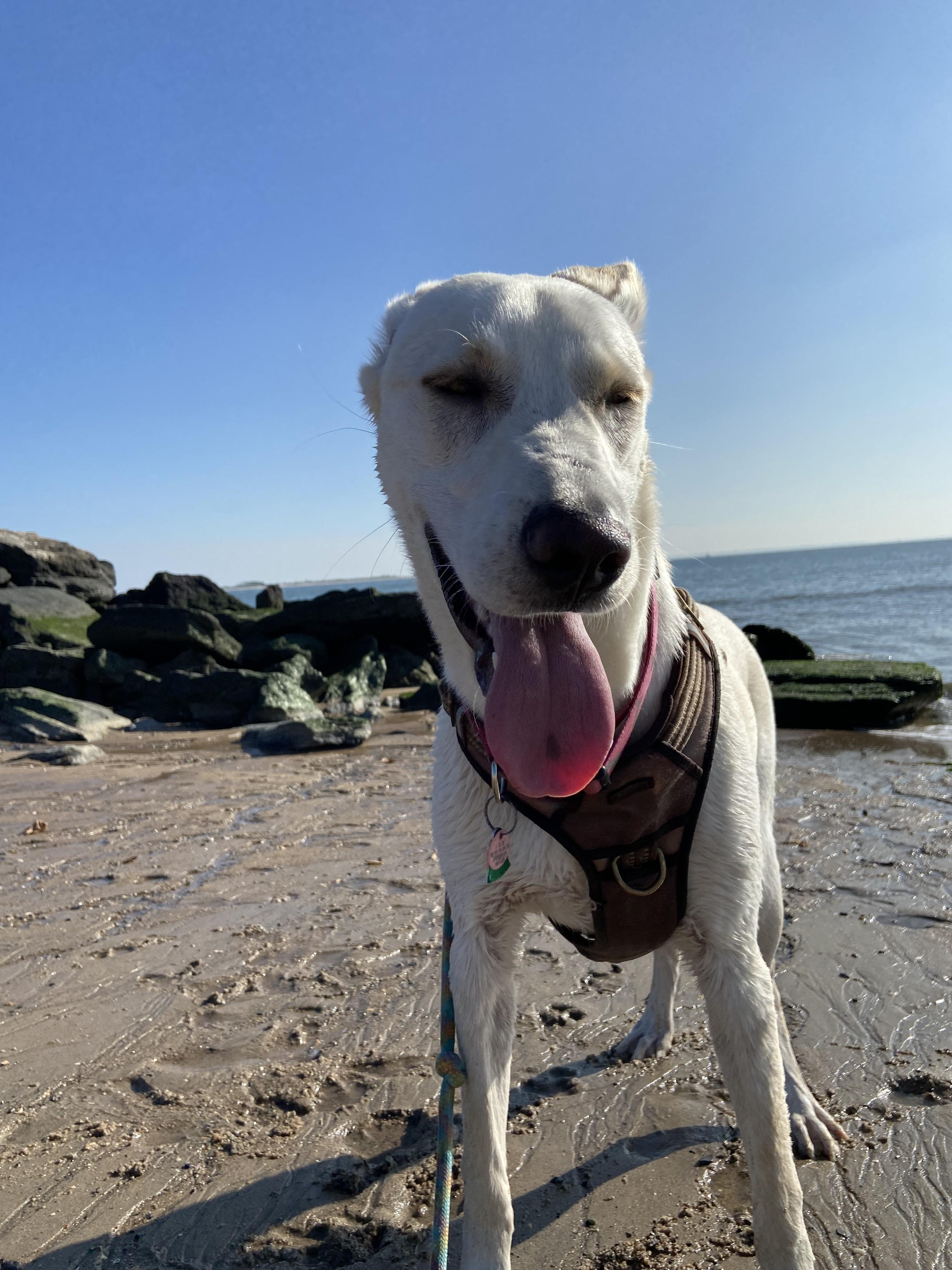 Anyone have any ideas on what breeds she is? | Scrolller