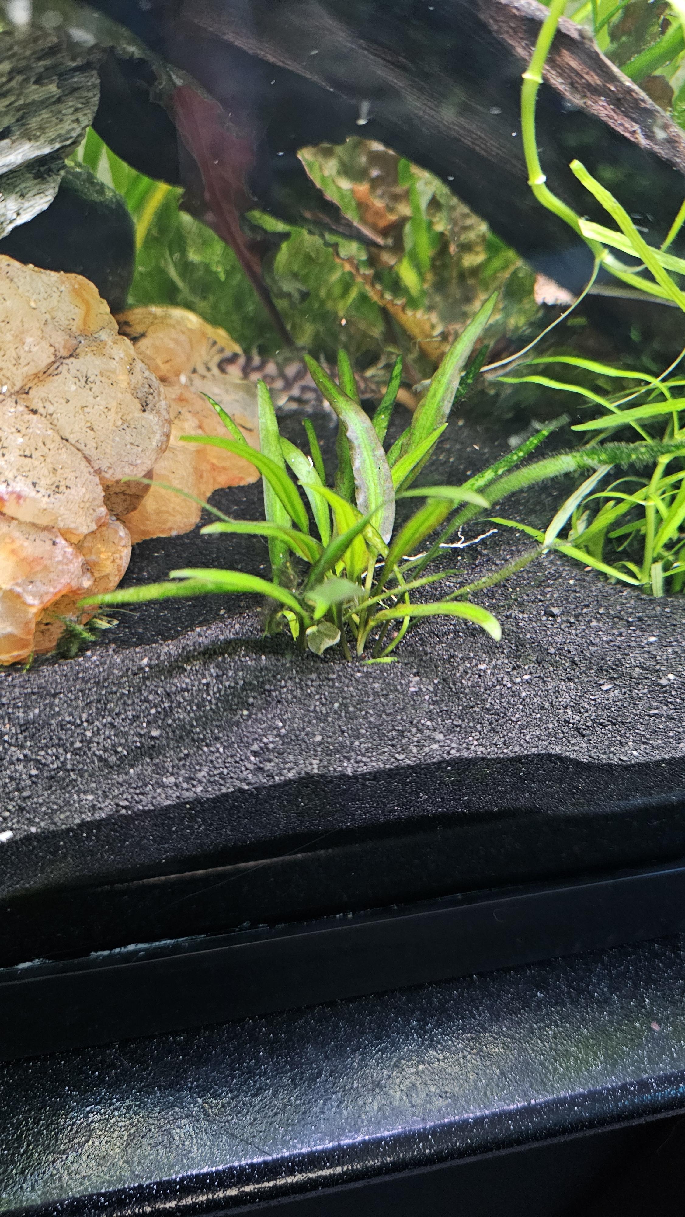 Plant ID | Scrolller