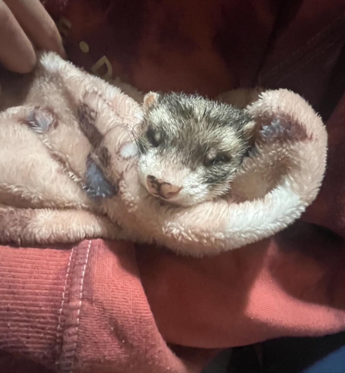 Goodbye, Mr. Vi | Scrolller