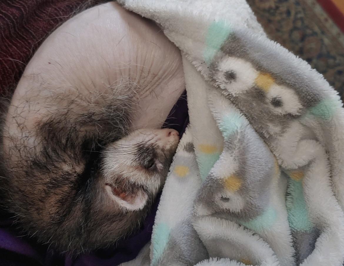 Goodbye, Mr. Vi | Scrolller