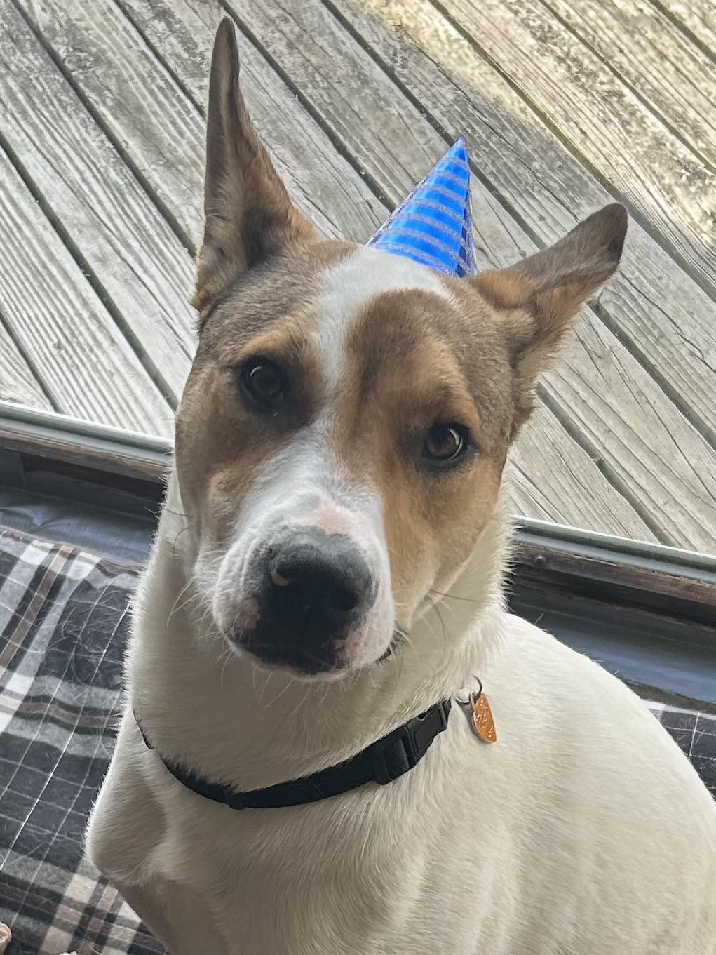 Rascal’s first birthday | Scrolller