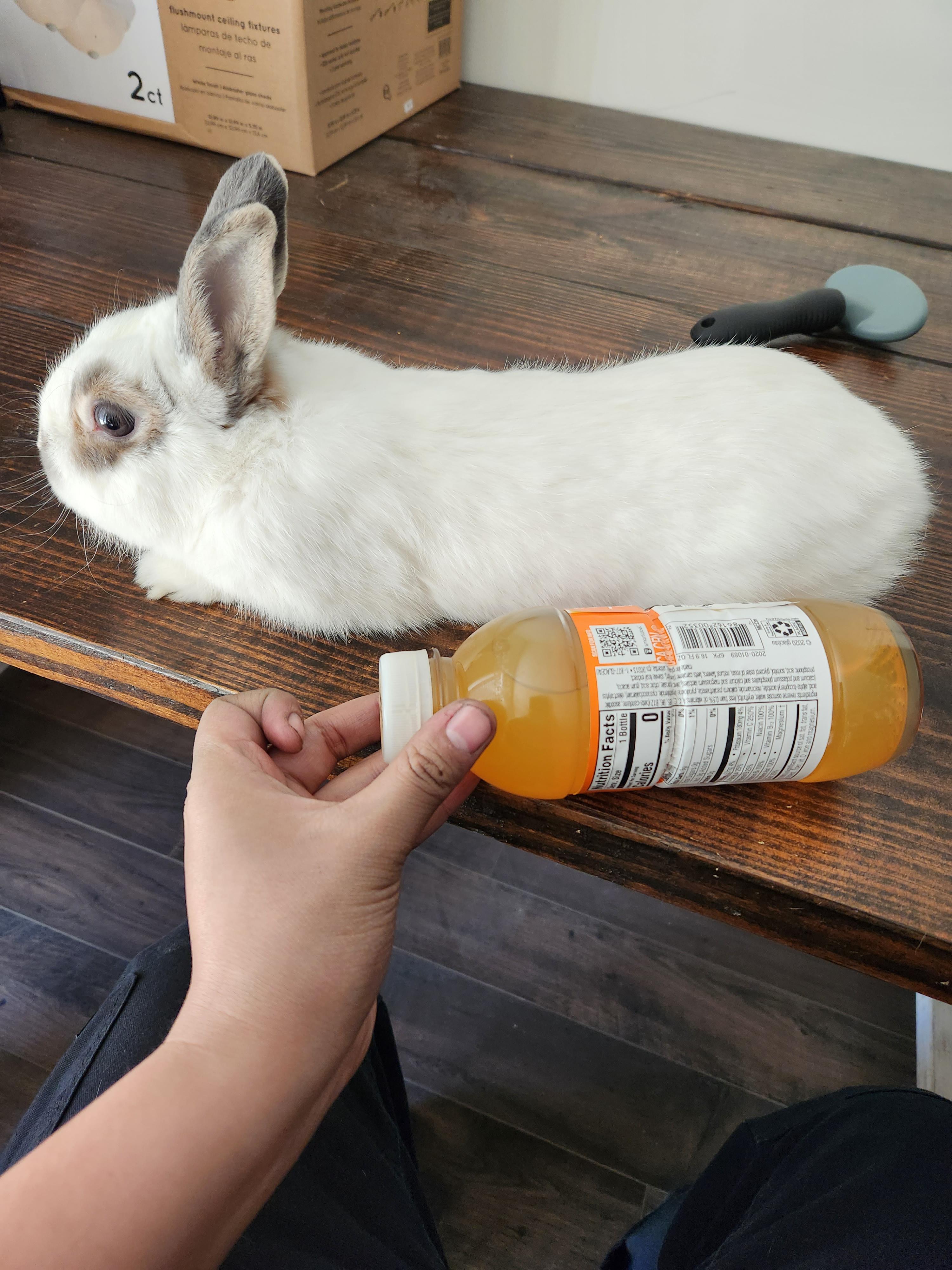 Frimpton is exactly 2 bottles long | Scrolller