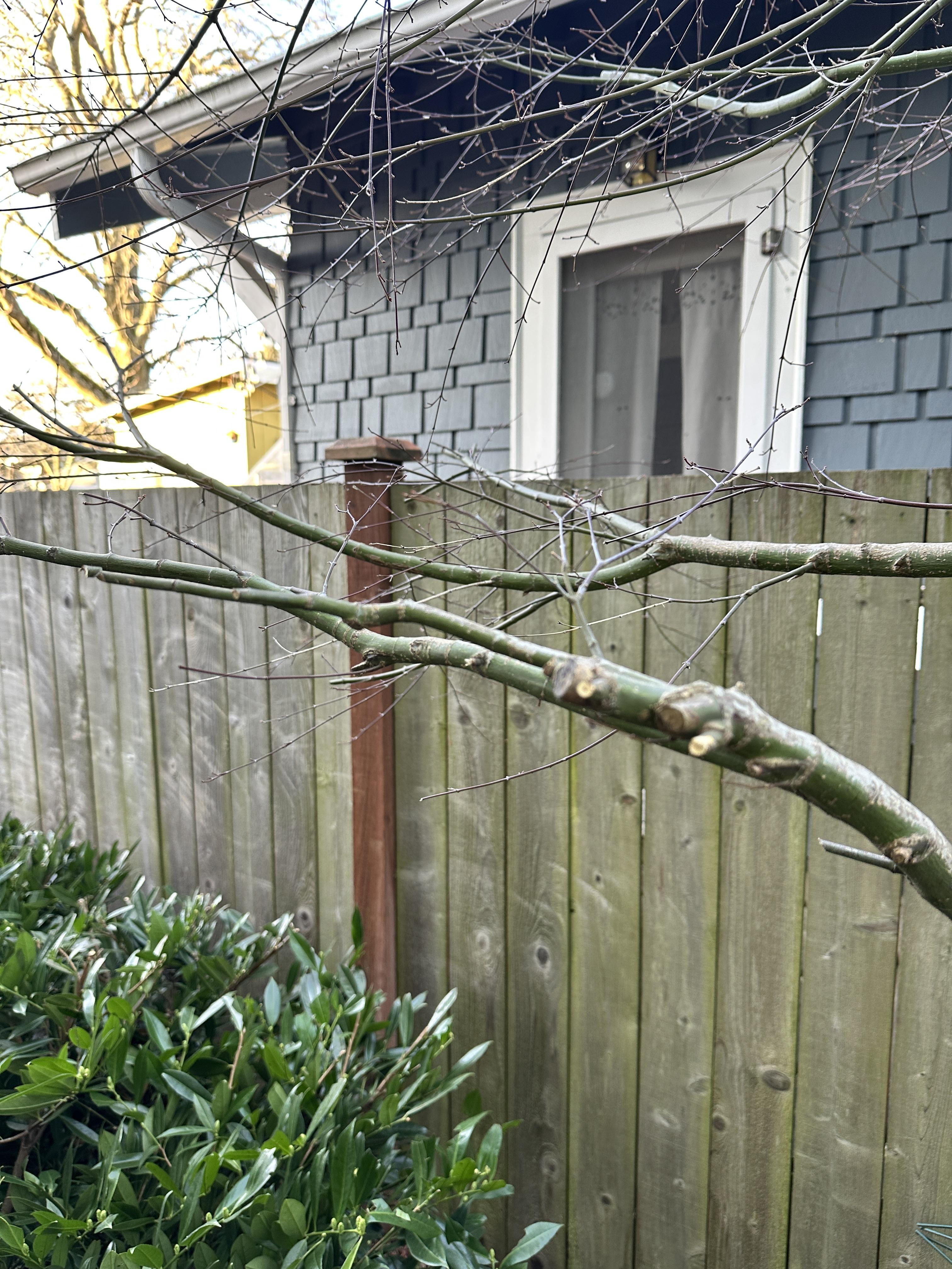 New gardener pruned my 7yo Japanese maple - do these cuts look alright, and should I take ...