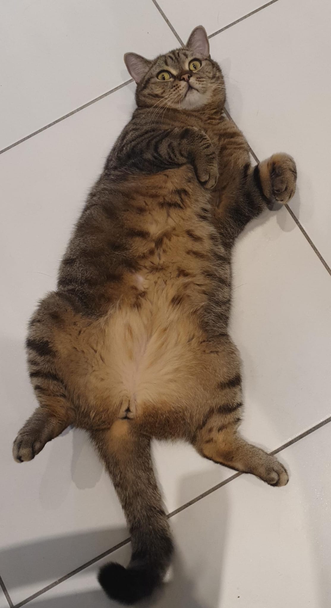 Say hi to Hans-Peter | Scrolller