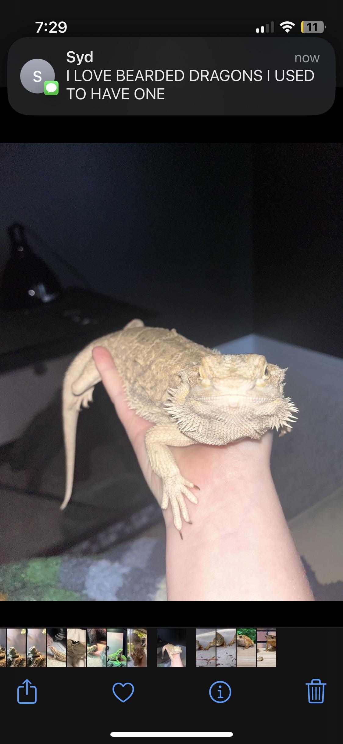 Discover more like BeardedDragons: My beardie recently had a prolapse need advice and Related ...