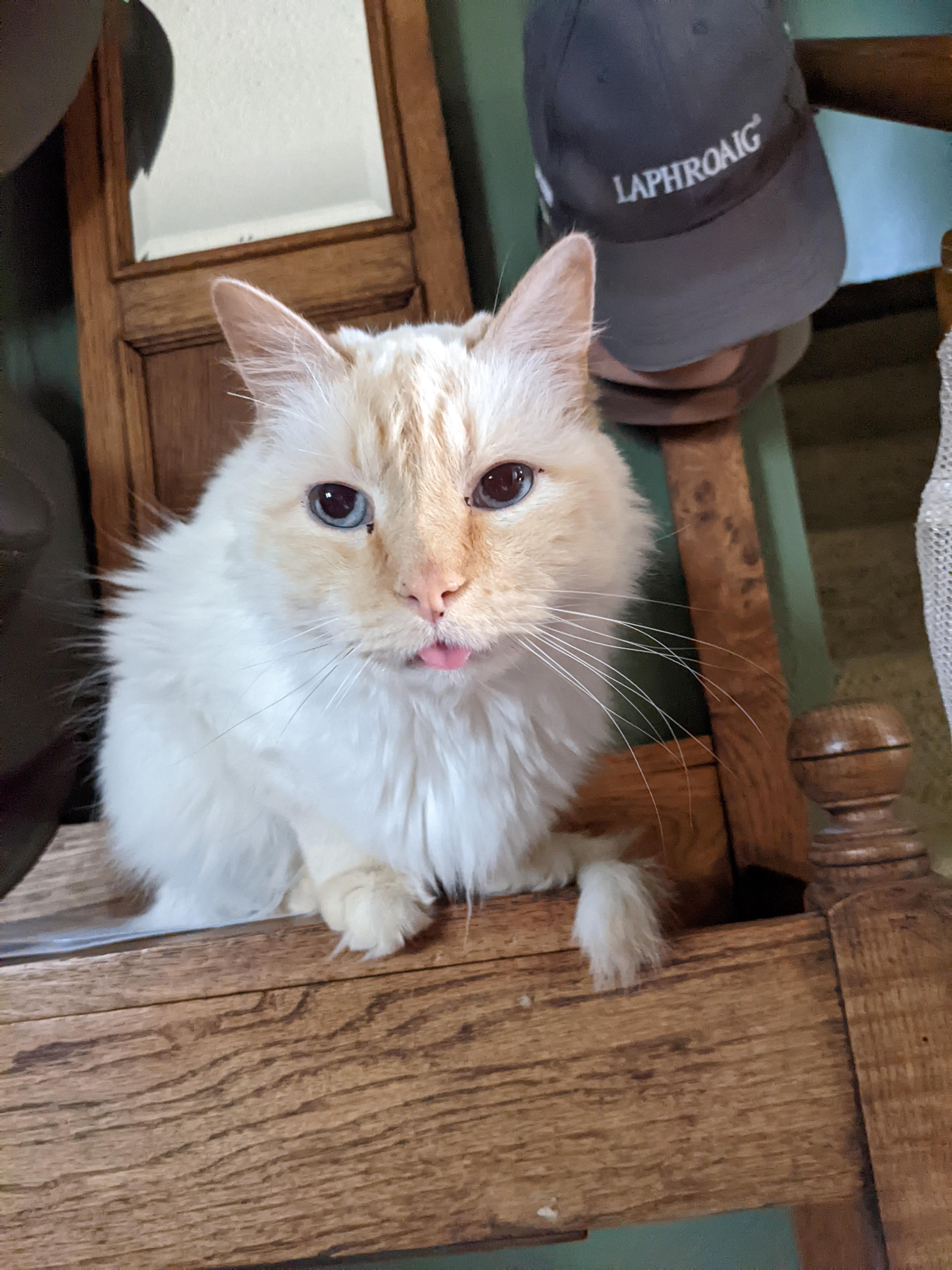 Blep life | Scrolller