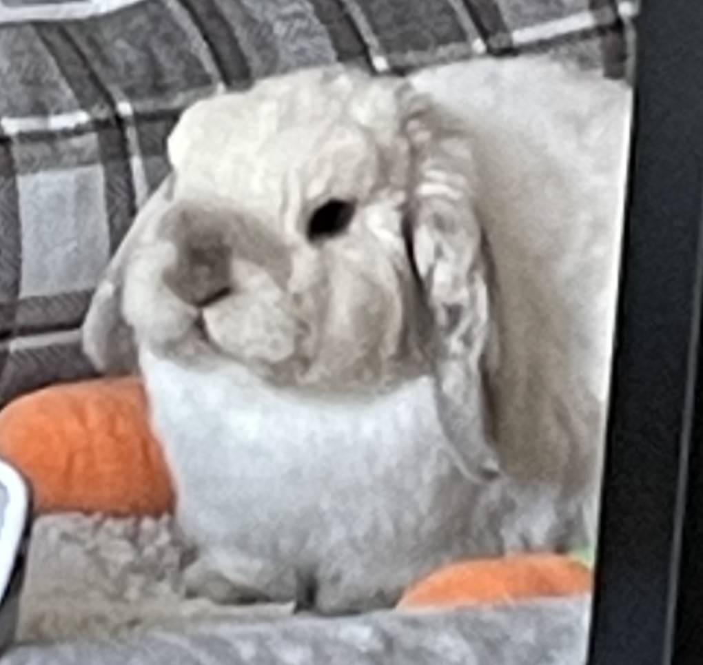 Meet Tofu my sister's bunny | Scrolller