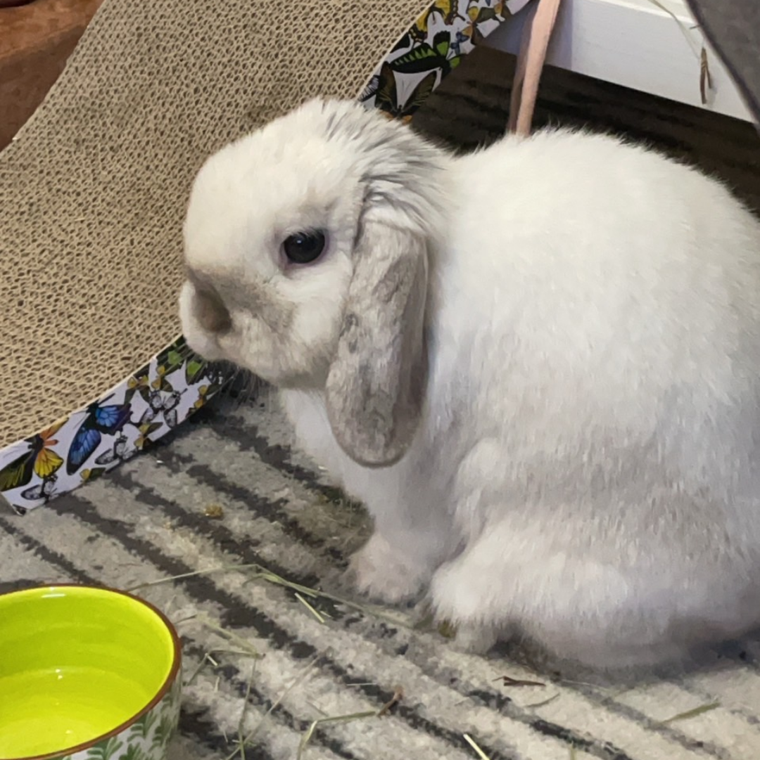 Meet Tofu my sister's bunny | Scrolller