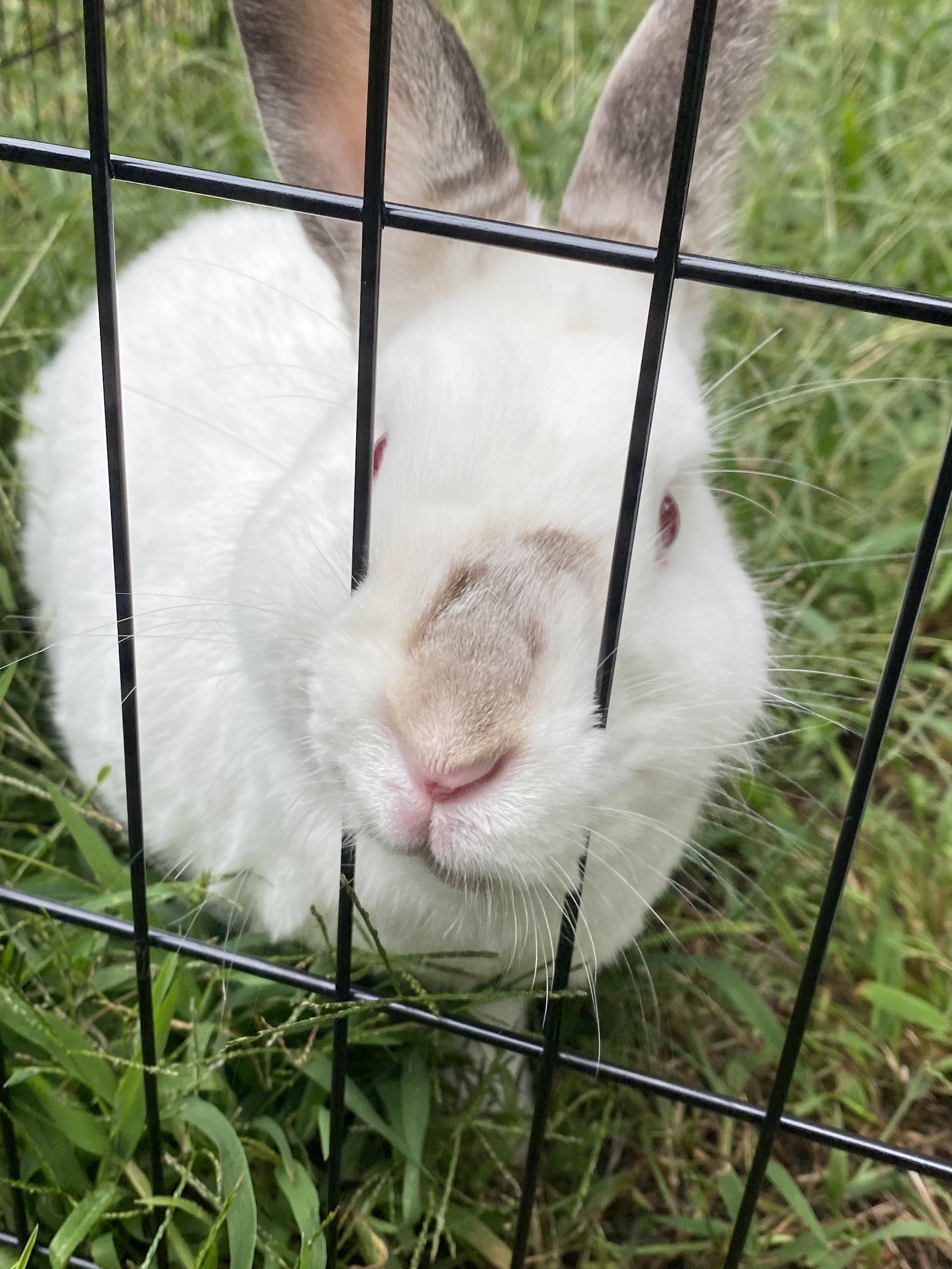 Discover more like Rabbits: My foster buns and Related Content | Scrolller