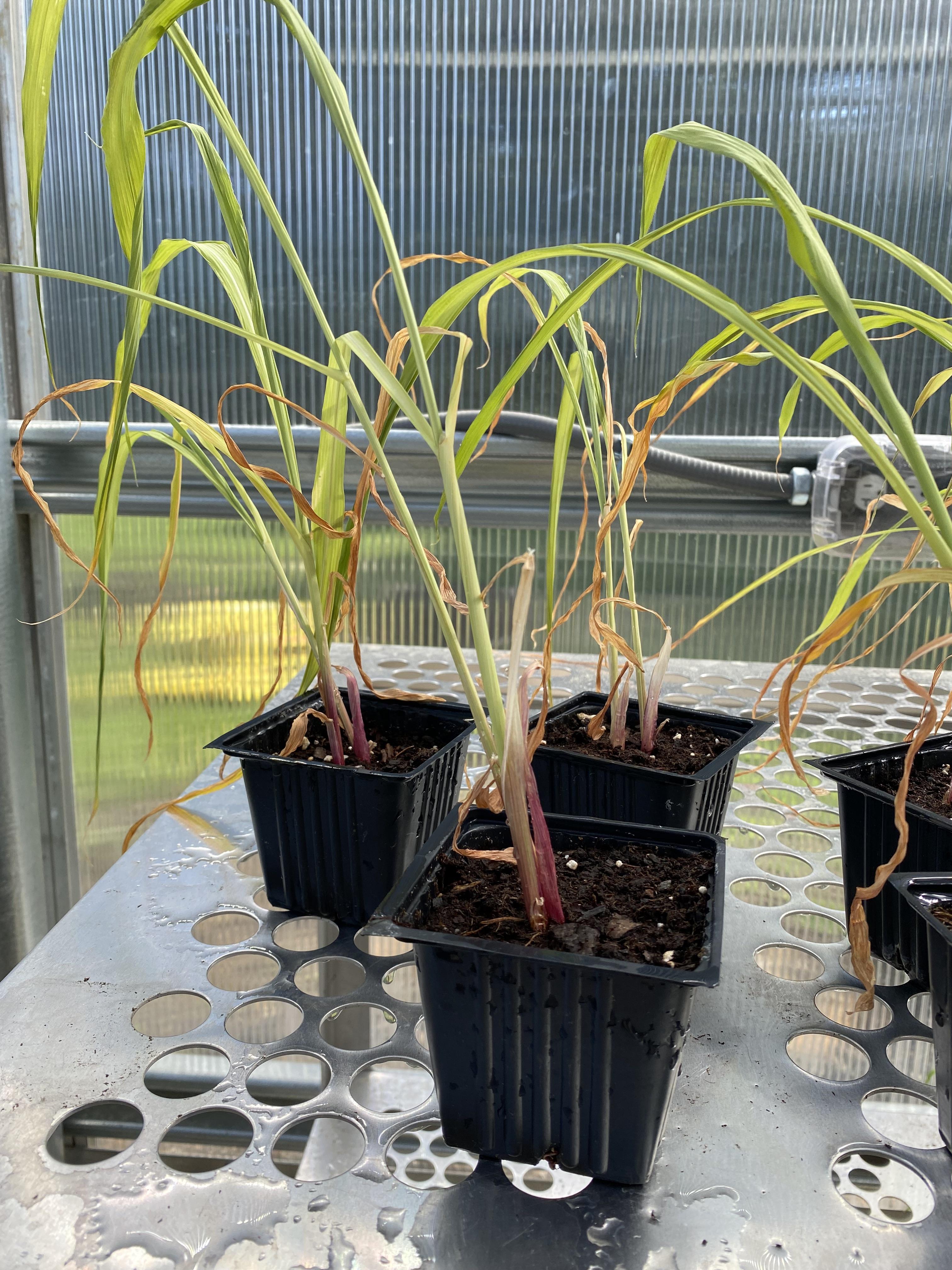 Indian Dent Corn Seedlings | Scrolller