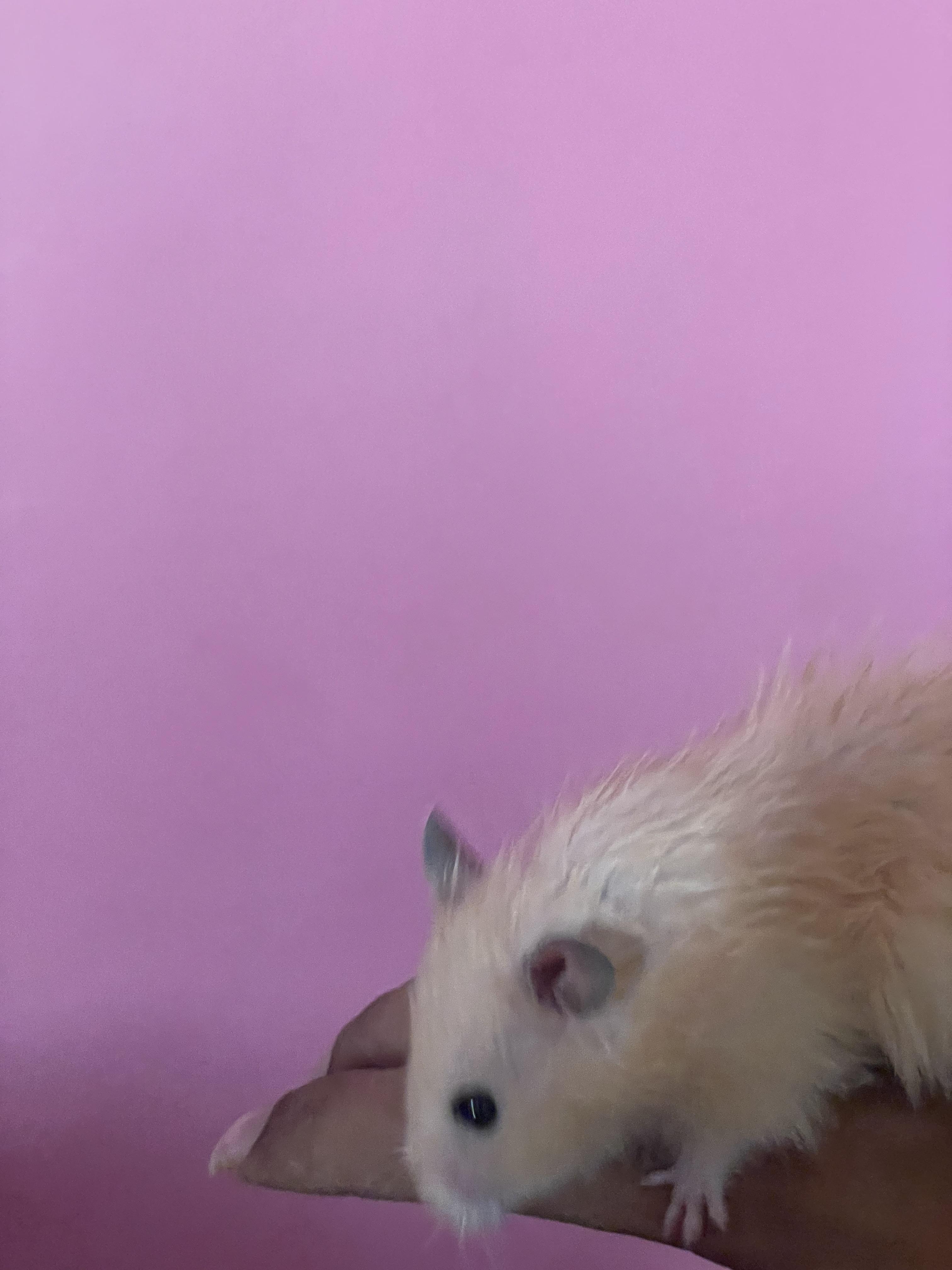 More pics to for the well being of my whiskey | Scrolller