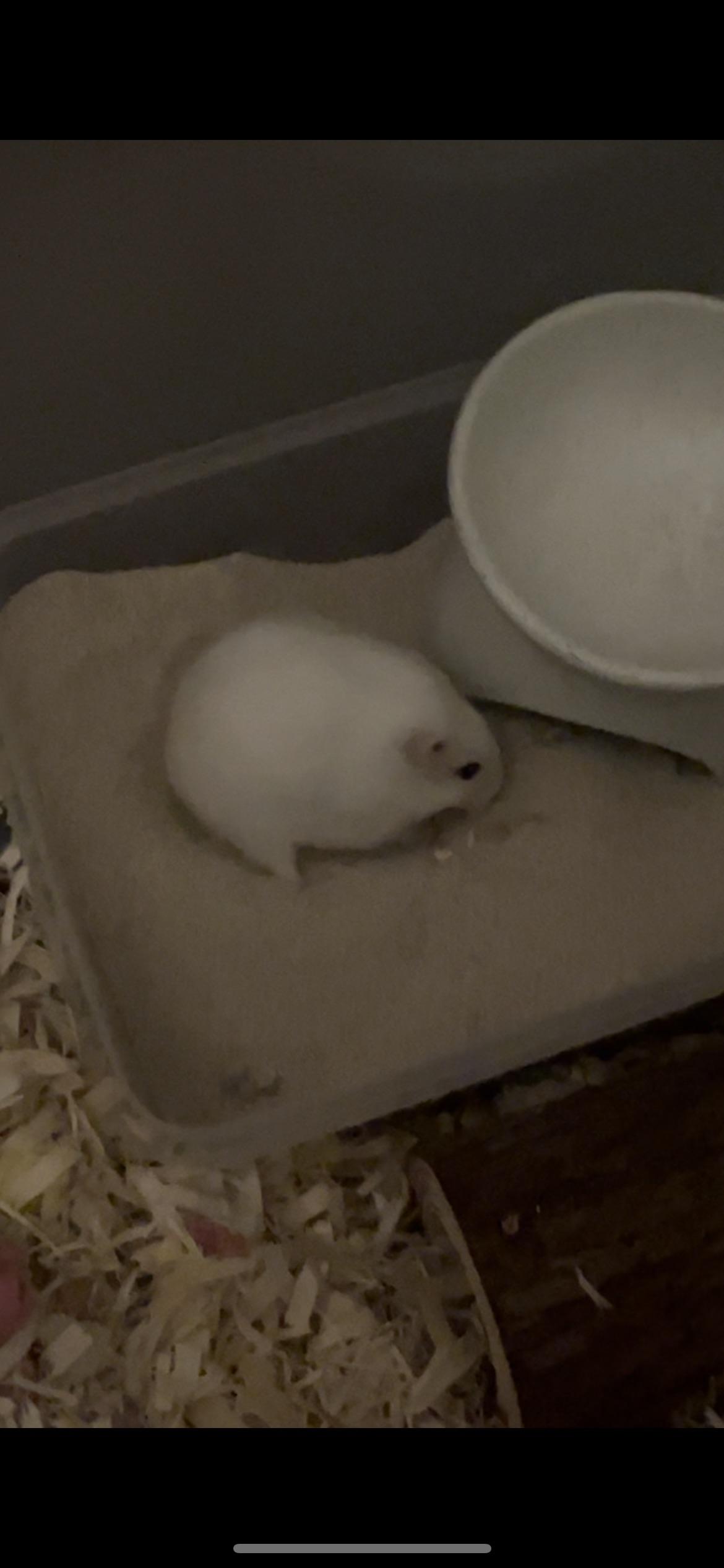 Pls help with my enclosure | Scrolller