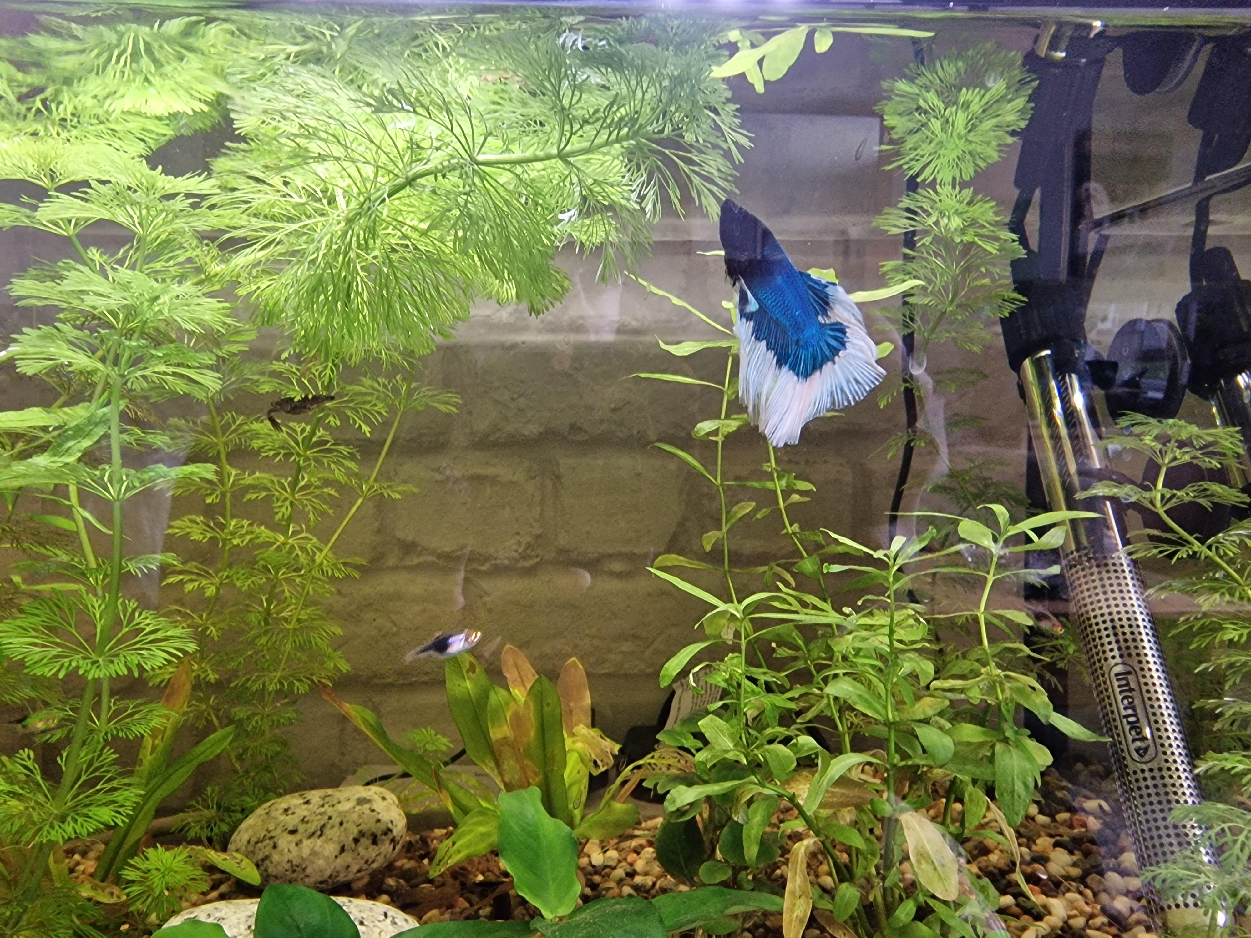 I have 3 bettas, none are named, help | Scrolller