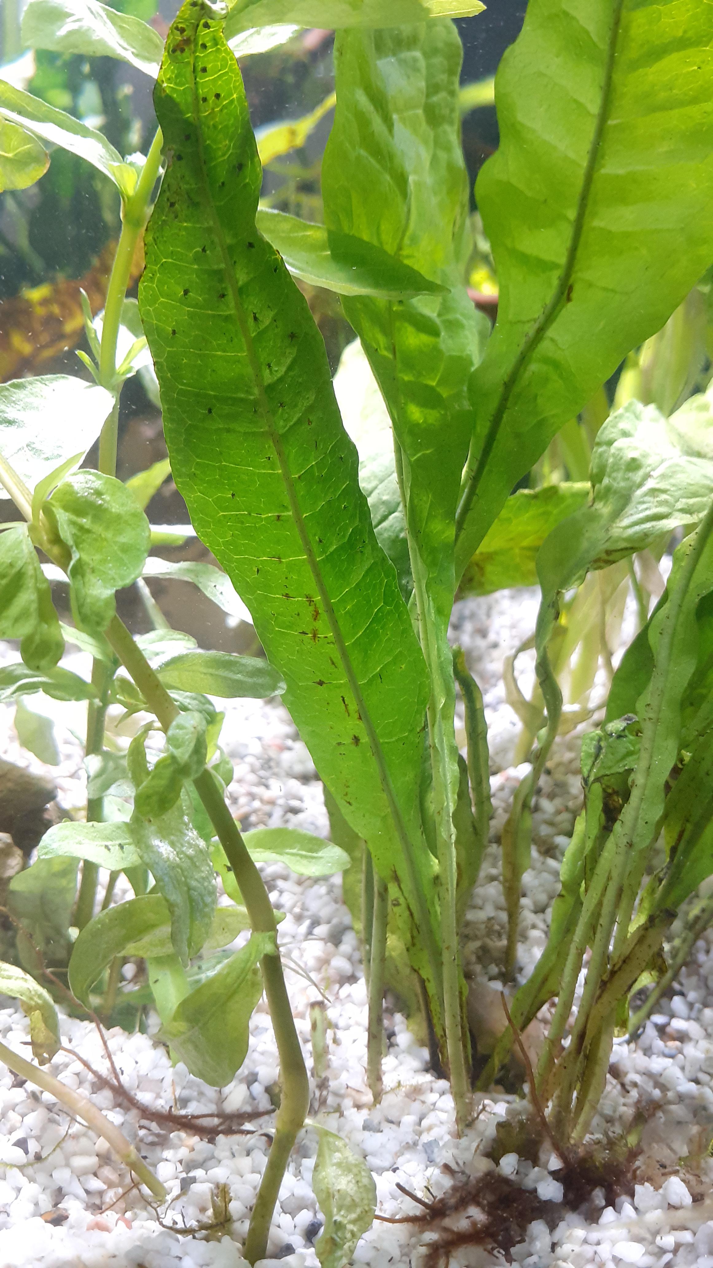 Little black things on java fern | Scrolller