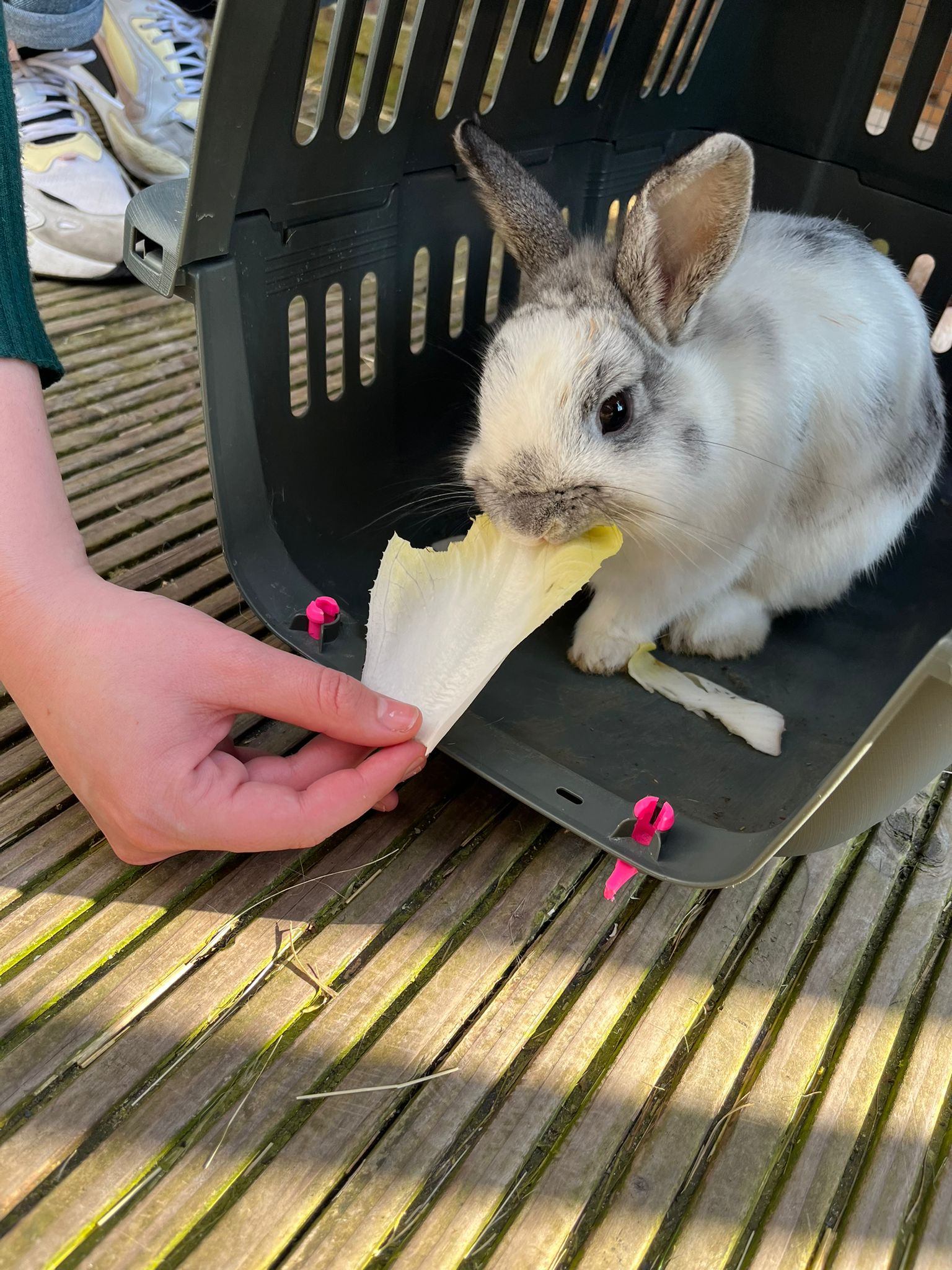 Meet Leo | Scrolller