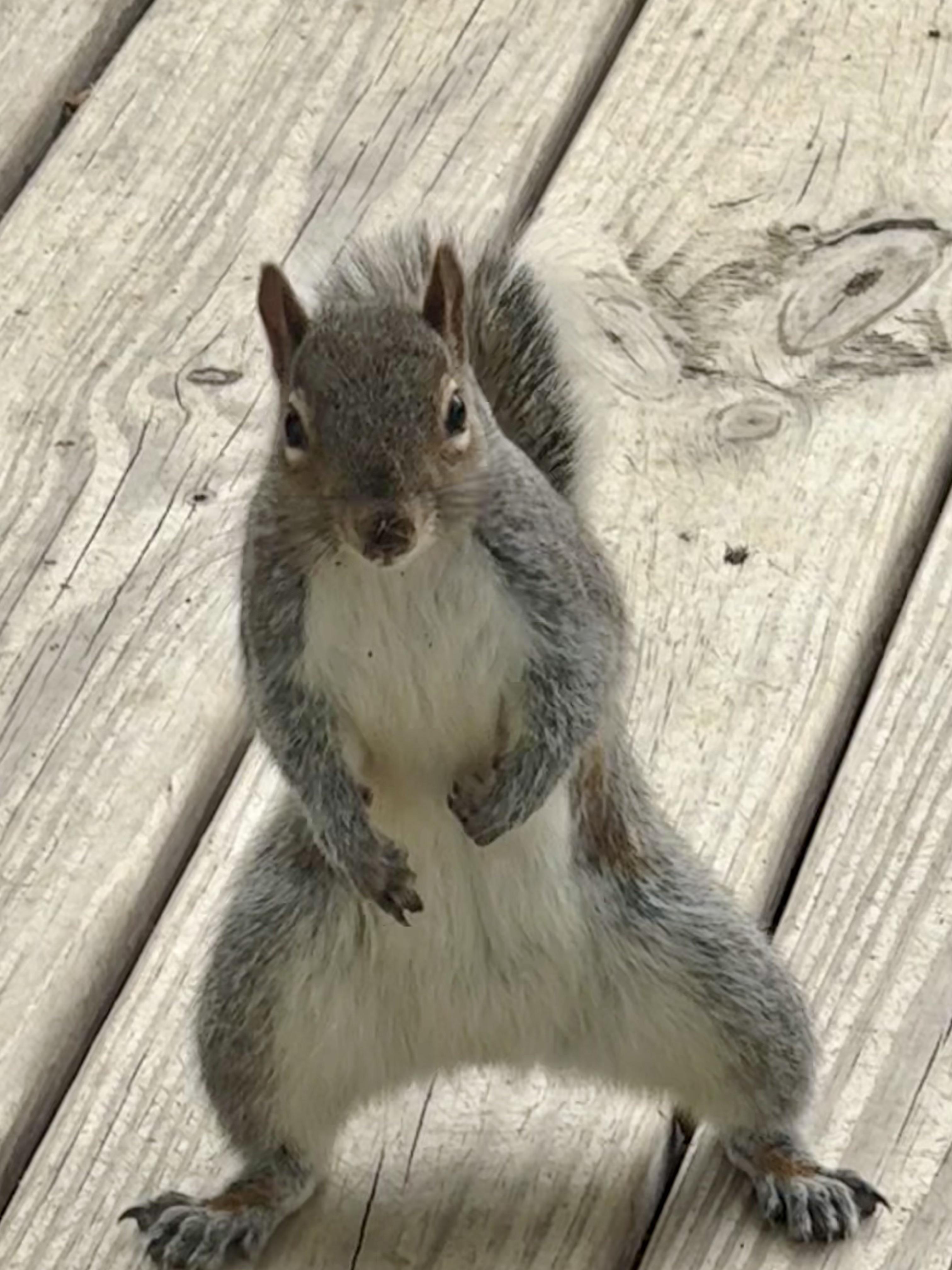 One of my newer visitors, meet Penelope. | Scrolller