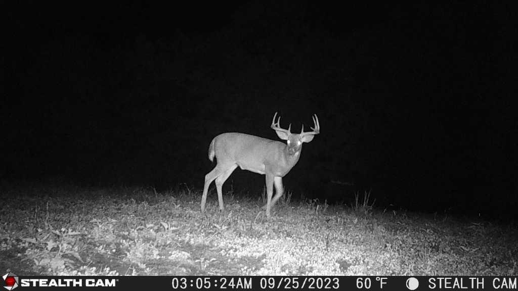 Target Buck | Scrolller