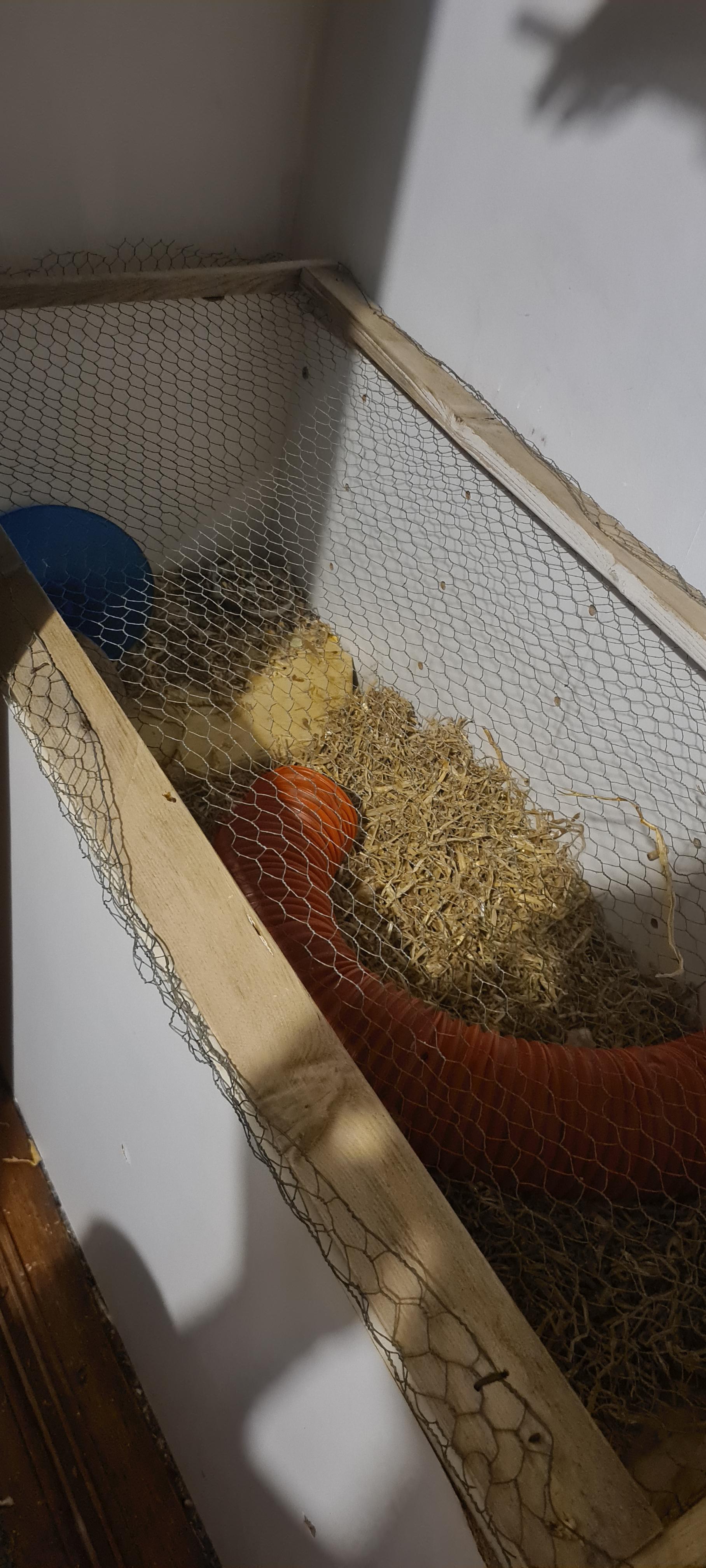 Meet Pikachu | Scrolller