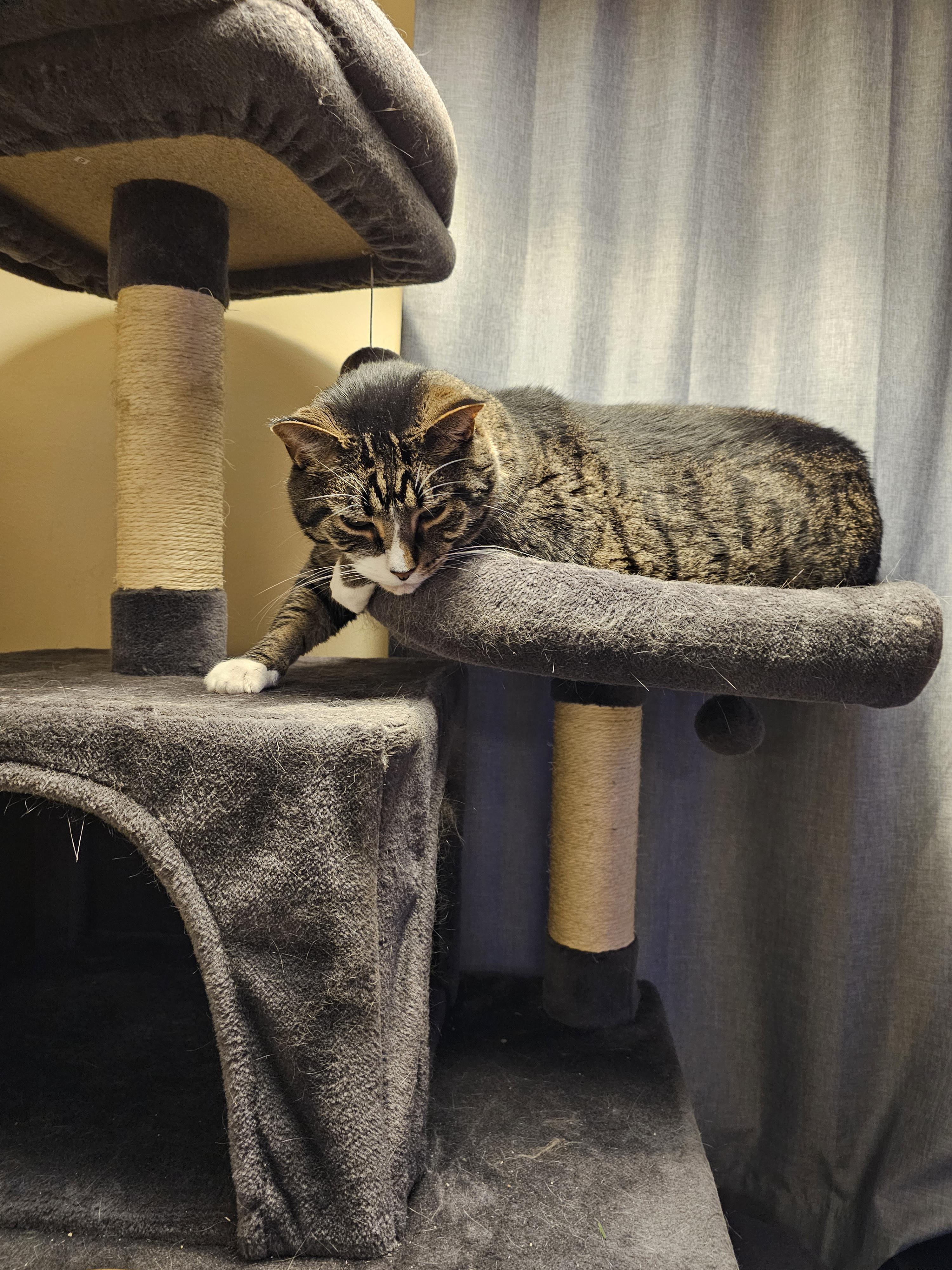 Smokey giving his best "Scar plotting against Simba and Mufasa" impression. | Scrolller