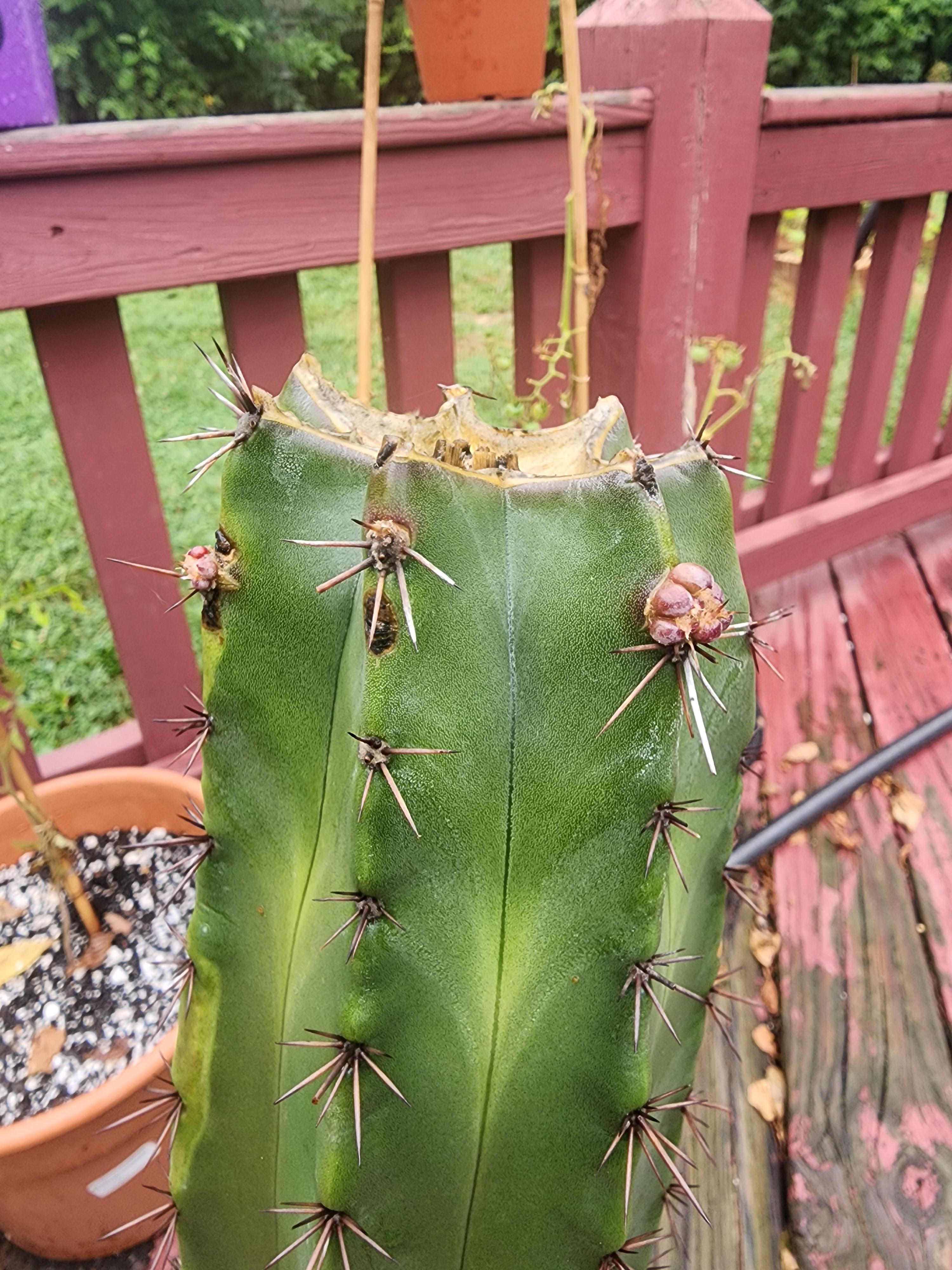 Pup explosion | Scrolller