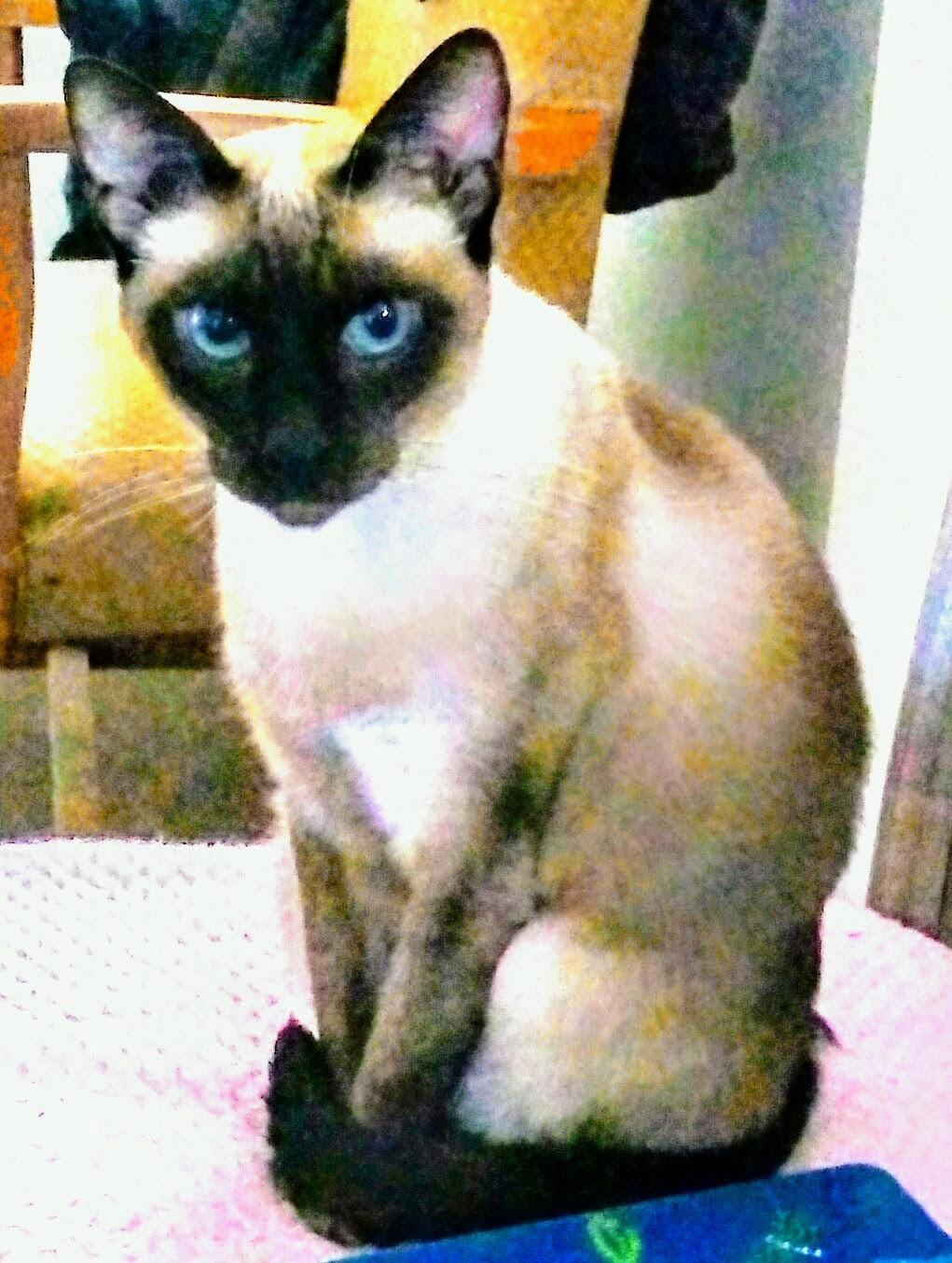 Discover more like Aww: (OC) this is my cat Misty and Related Content | Scrolller