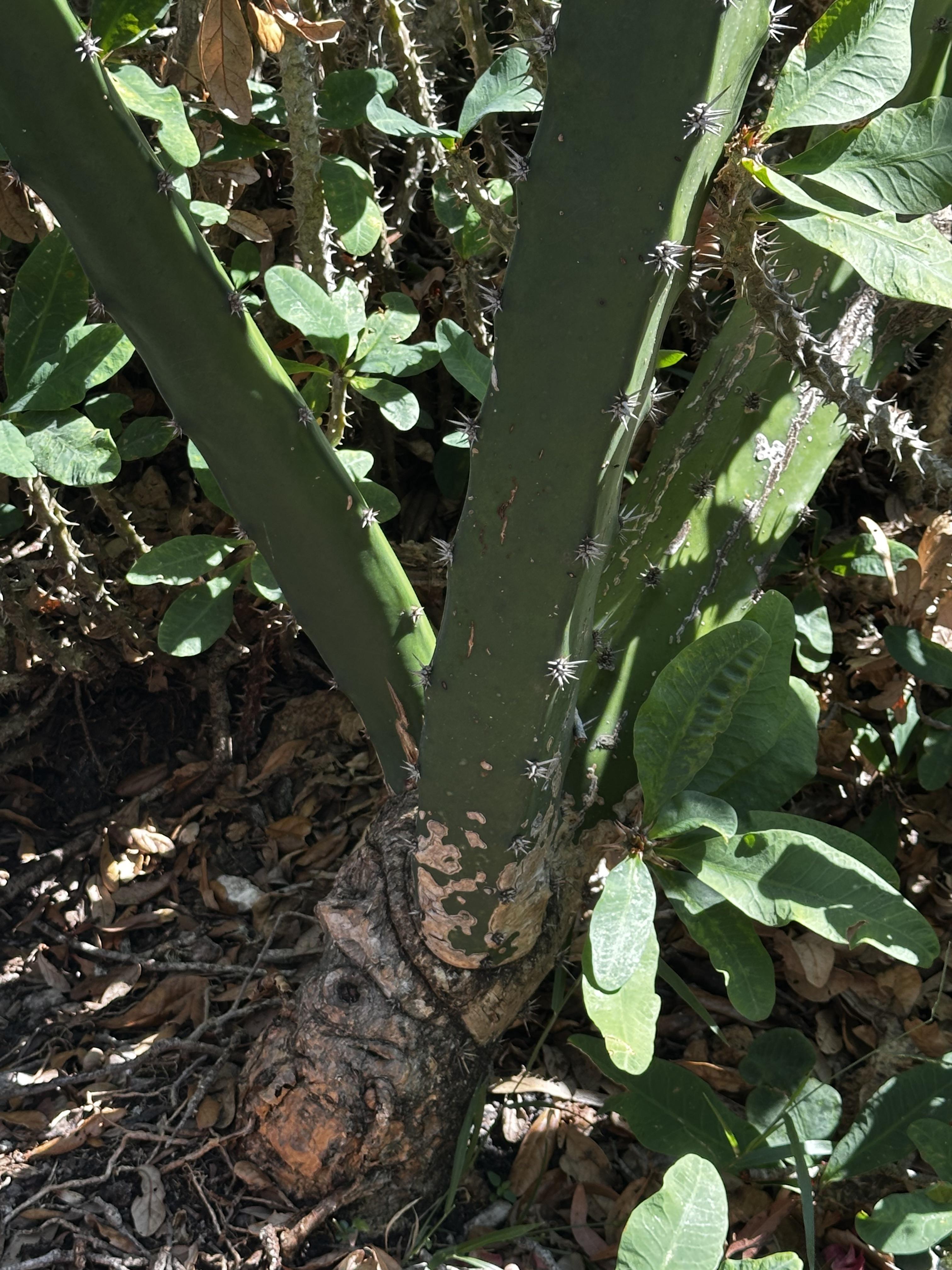 She is too tall! | Scrolller