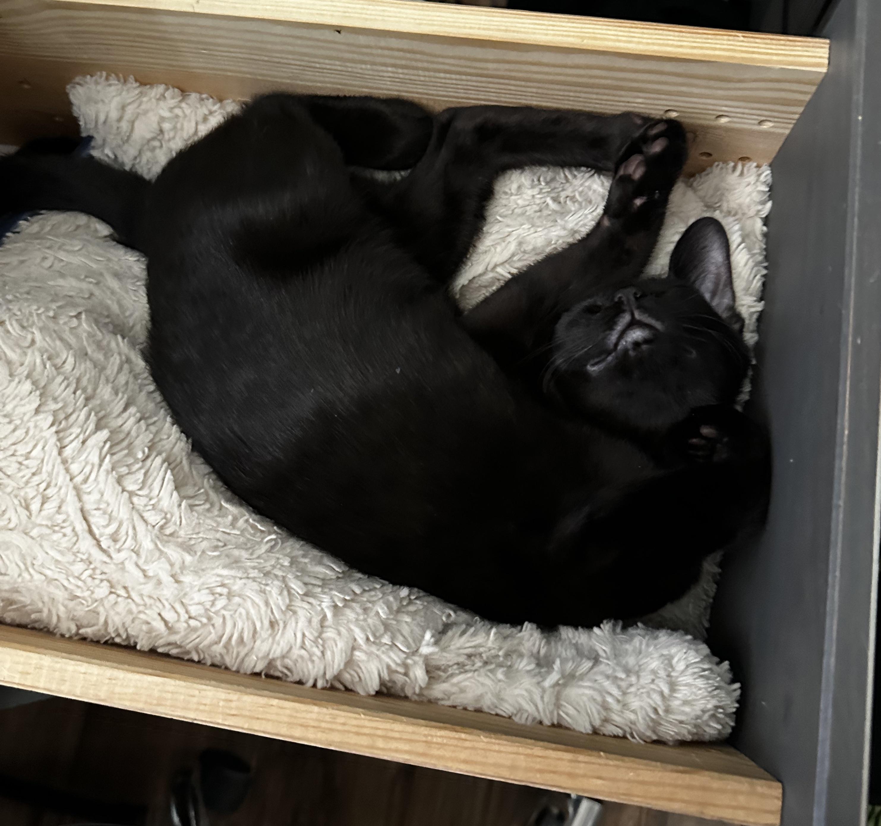 My little void loves the drawer | Scrolller