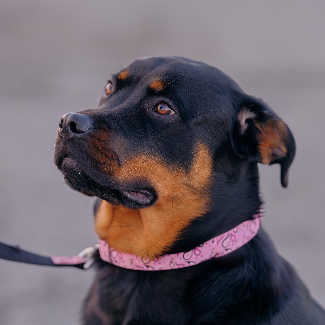 Beach pup | Scrolller
