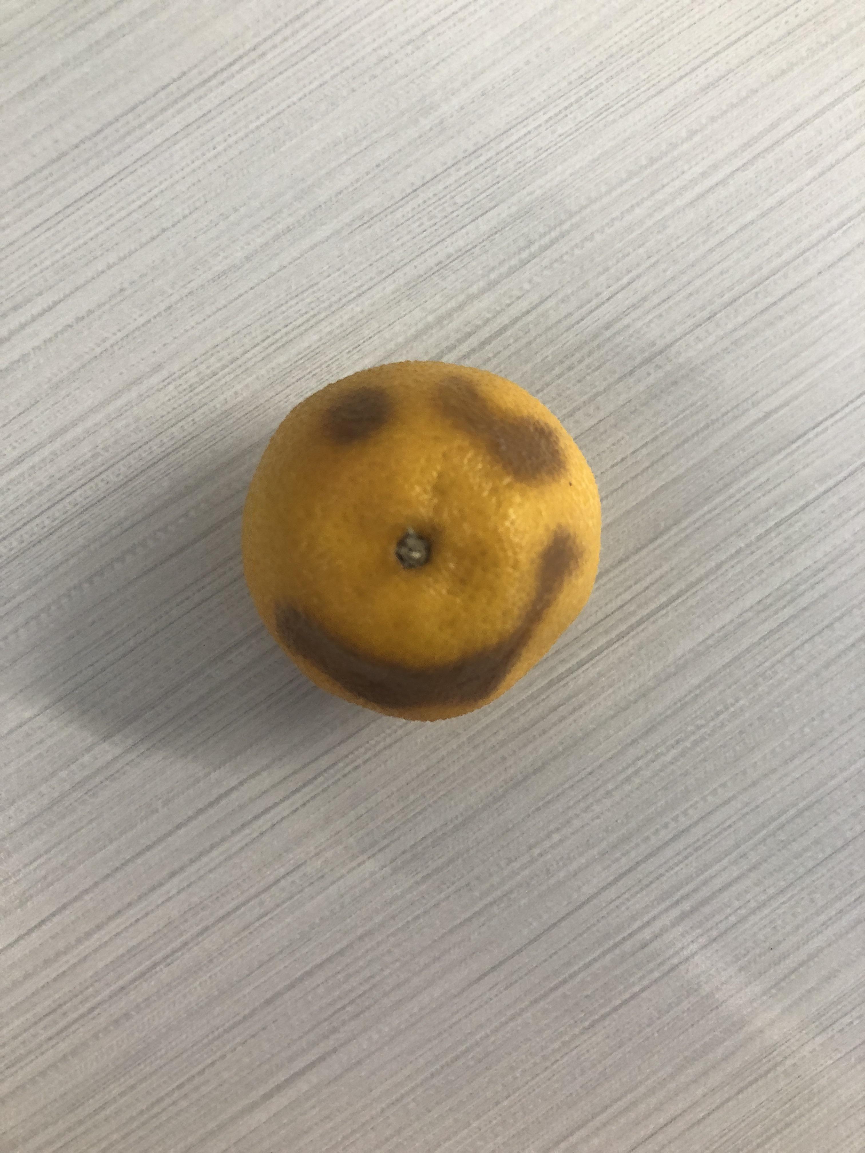 This bruised orange | Scrolller