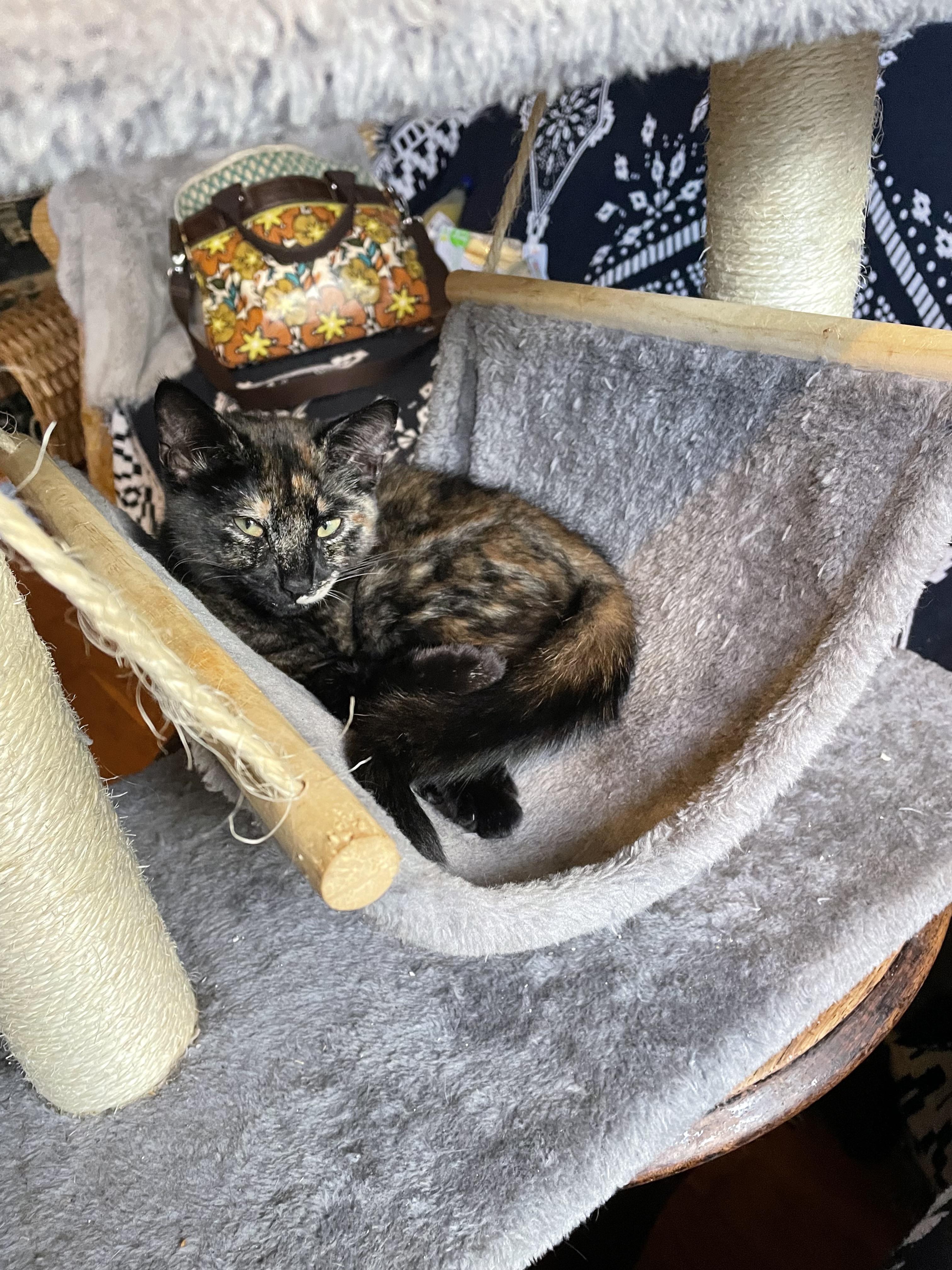 Tiggy in her hammock | Scrolller