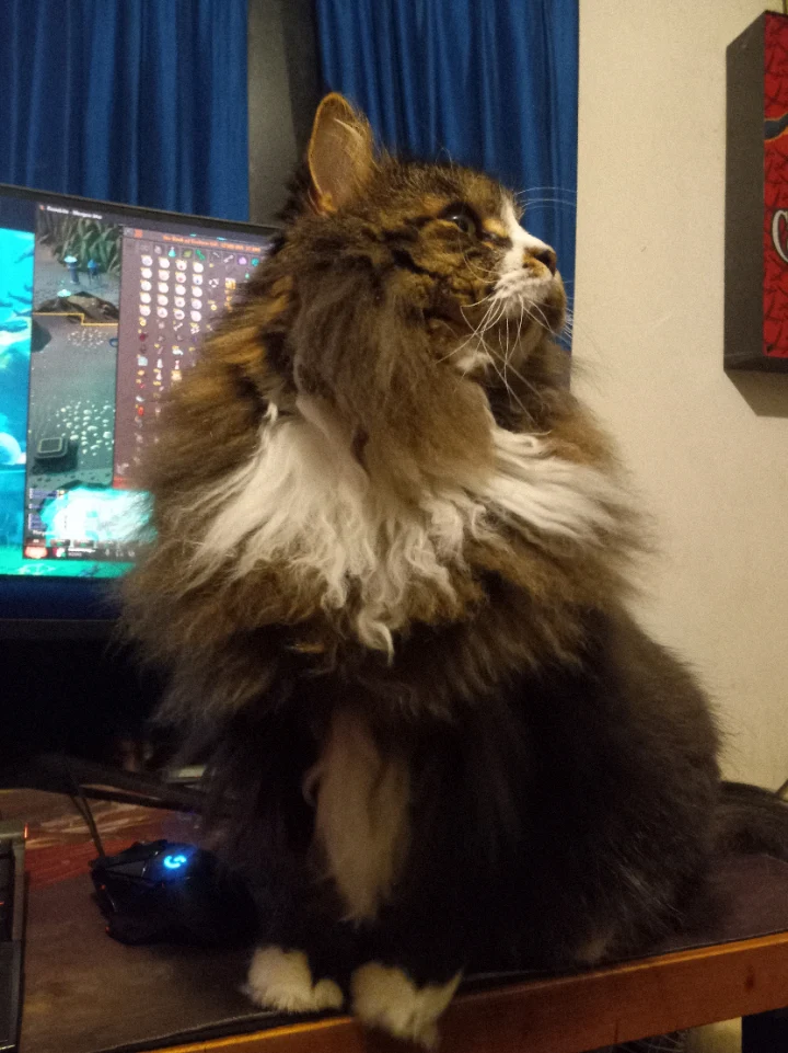 Wicks Fluffy mane | Scrolller