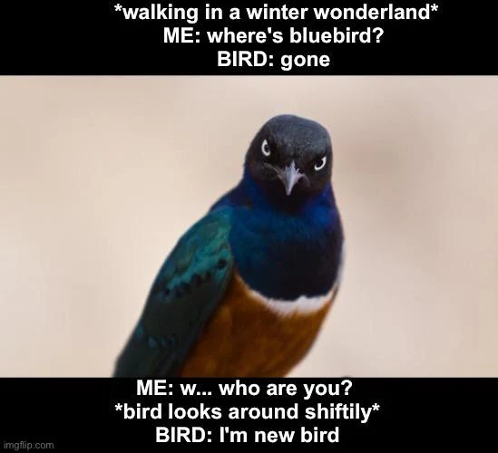 Merry Christmas, watch out for that “new” bird | Scrolller