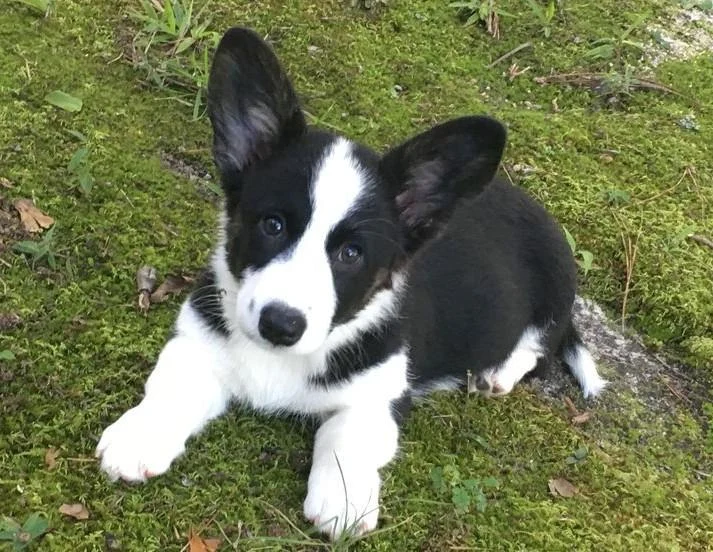 This Cute Welsh Corgi 🐶 | Scrolller