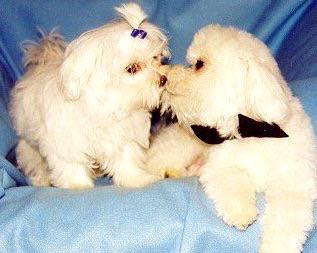 Mac & Sugar Bear | Scrolller